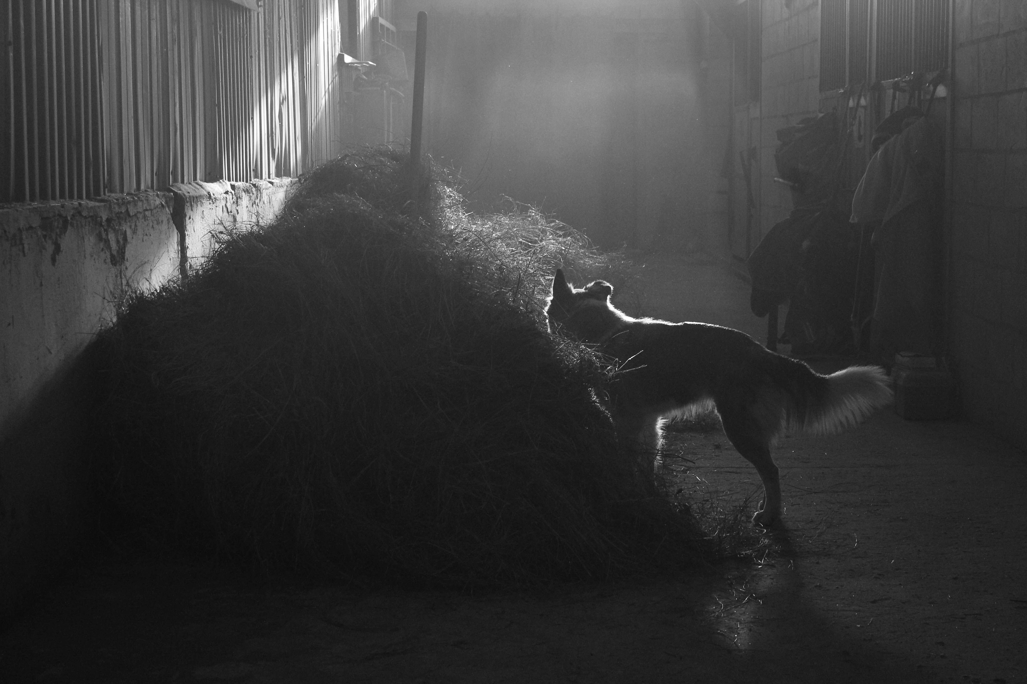 Grayscale Photo of Dog Near Hay · Free Stock Photo