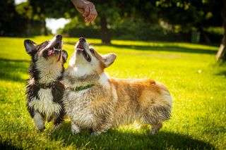 Natural Bobtail Dogs: Breeds, Genetics & Characteristics