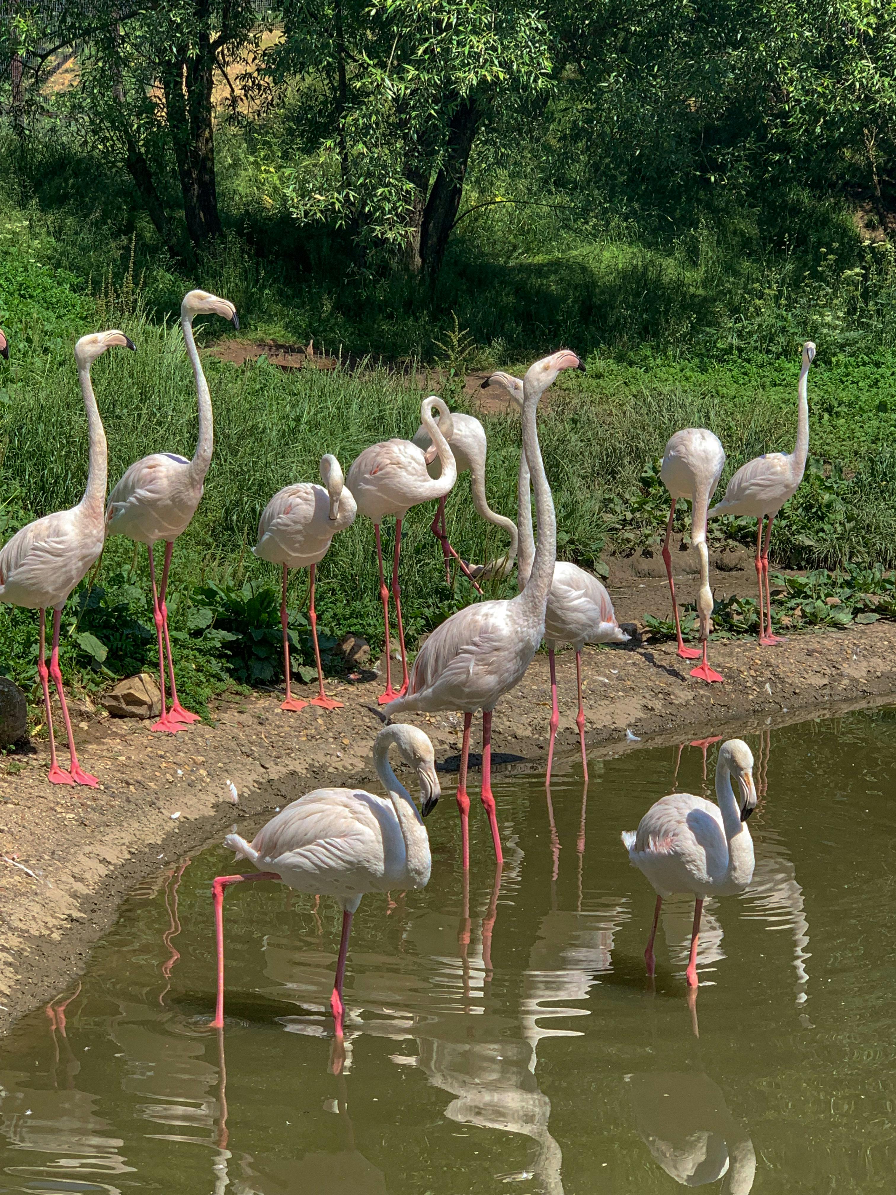 Flock of Flamingos on the Ground and Water · Free Stock Photo