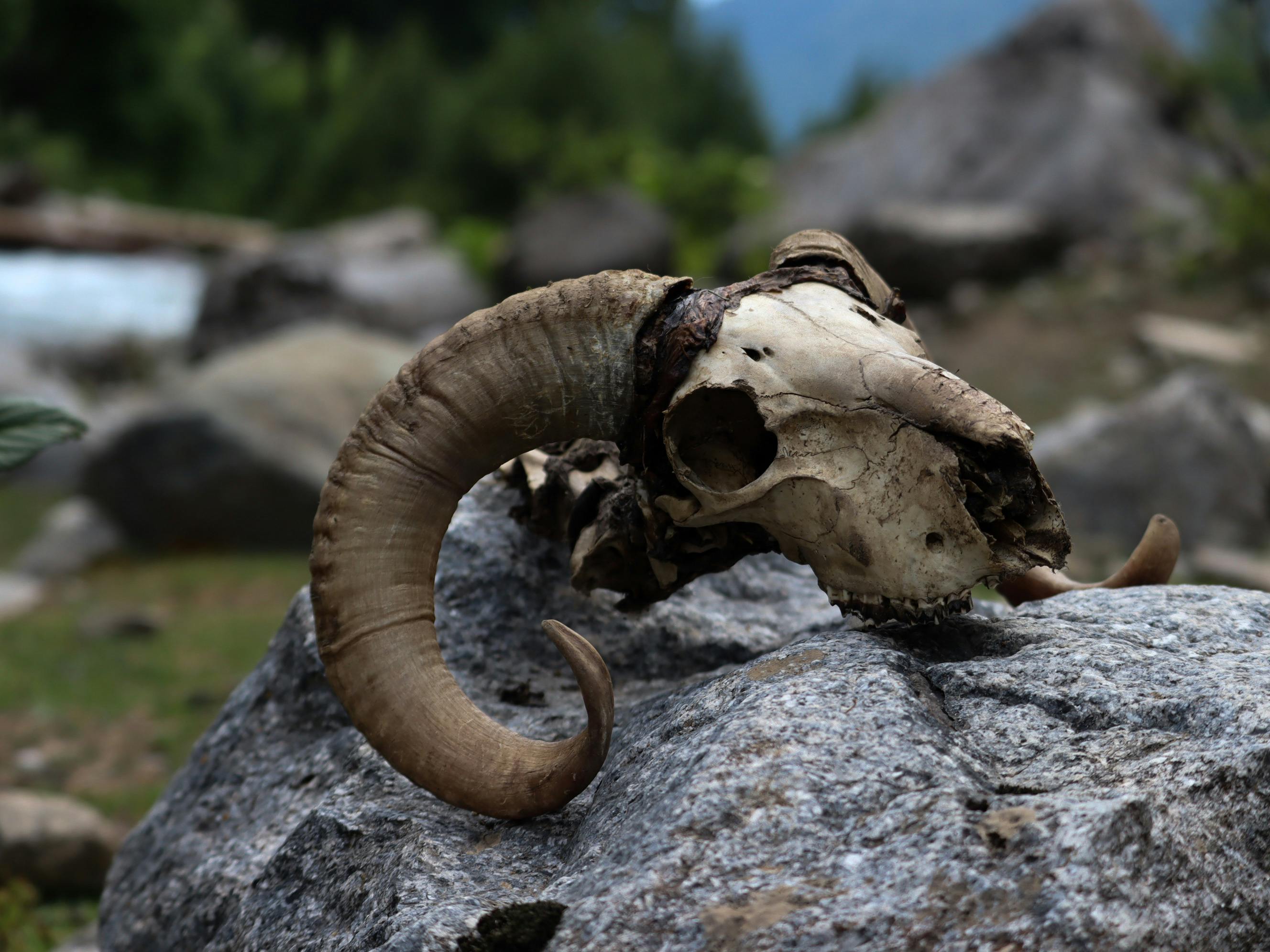 Goat Skull Lying on Rock · Free Stock Photo