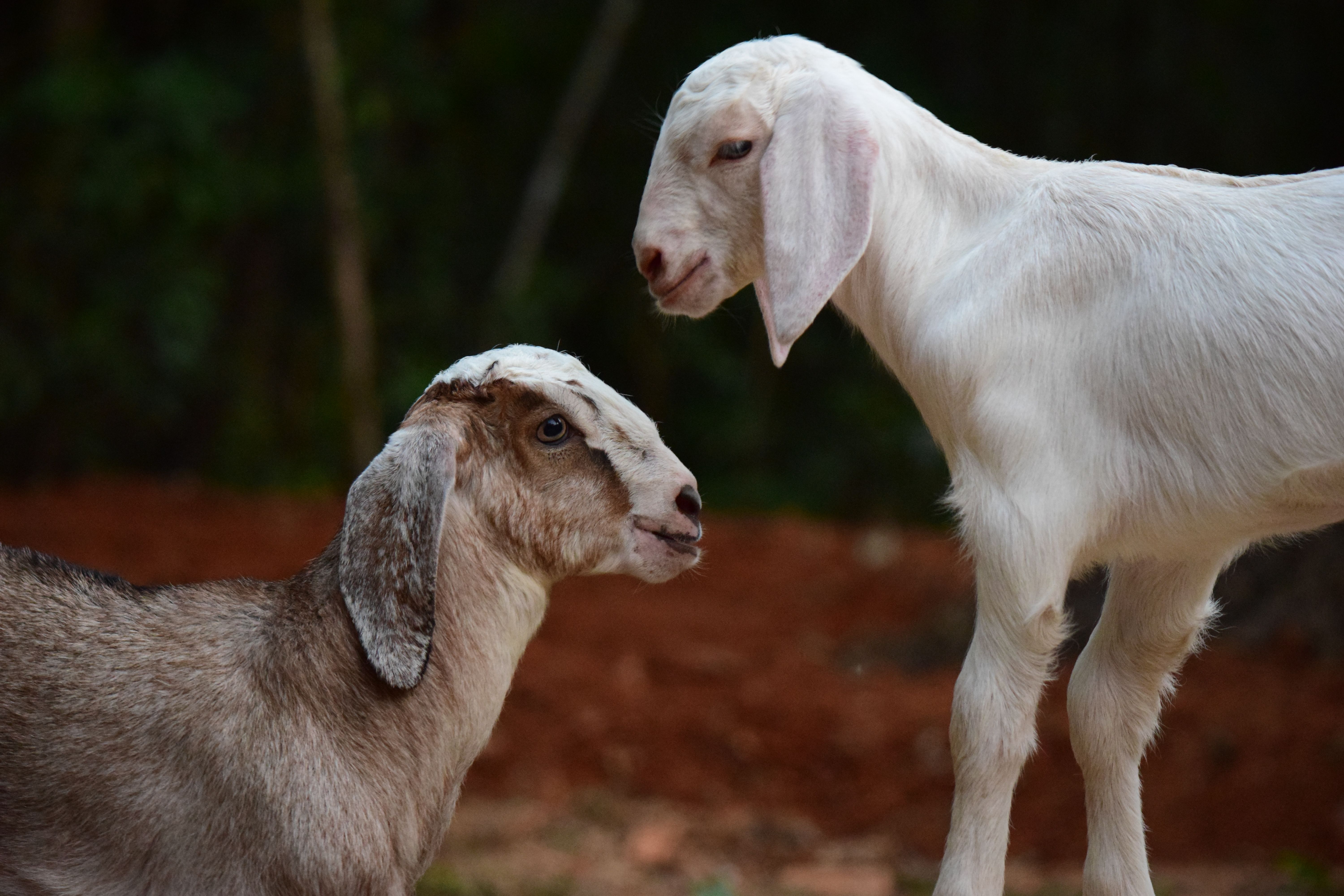 Cute Goats Photos, Download The BEST Free Cute Goats Stock Photos & HD ...