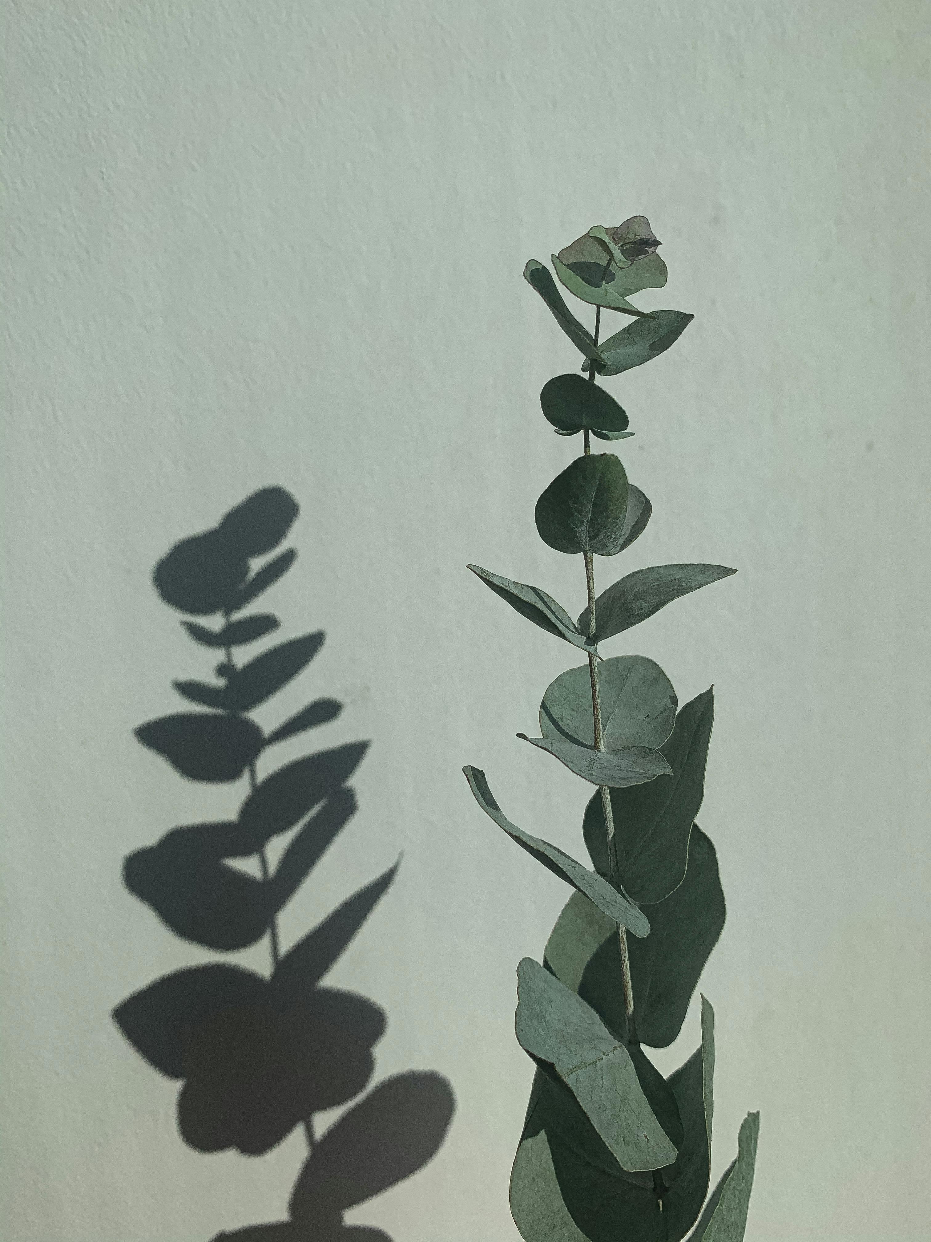 Shadow of Eucalyptus Leaves on Wall · Free Stock Photo