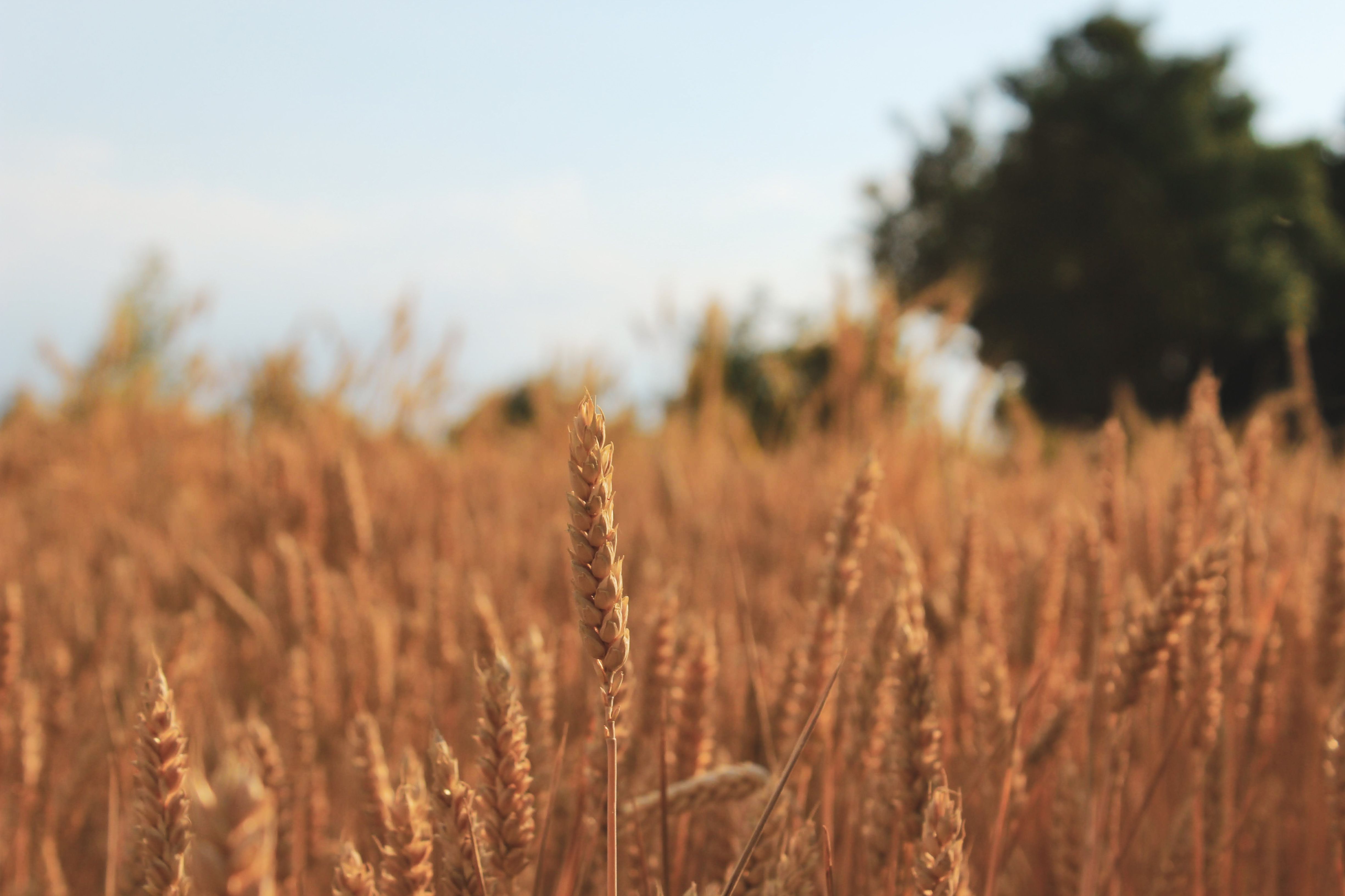 Wheat Field Horizontal Photos, Download The BEST Free Wheat Field ...