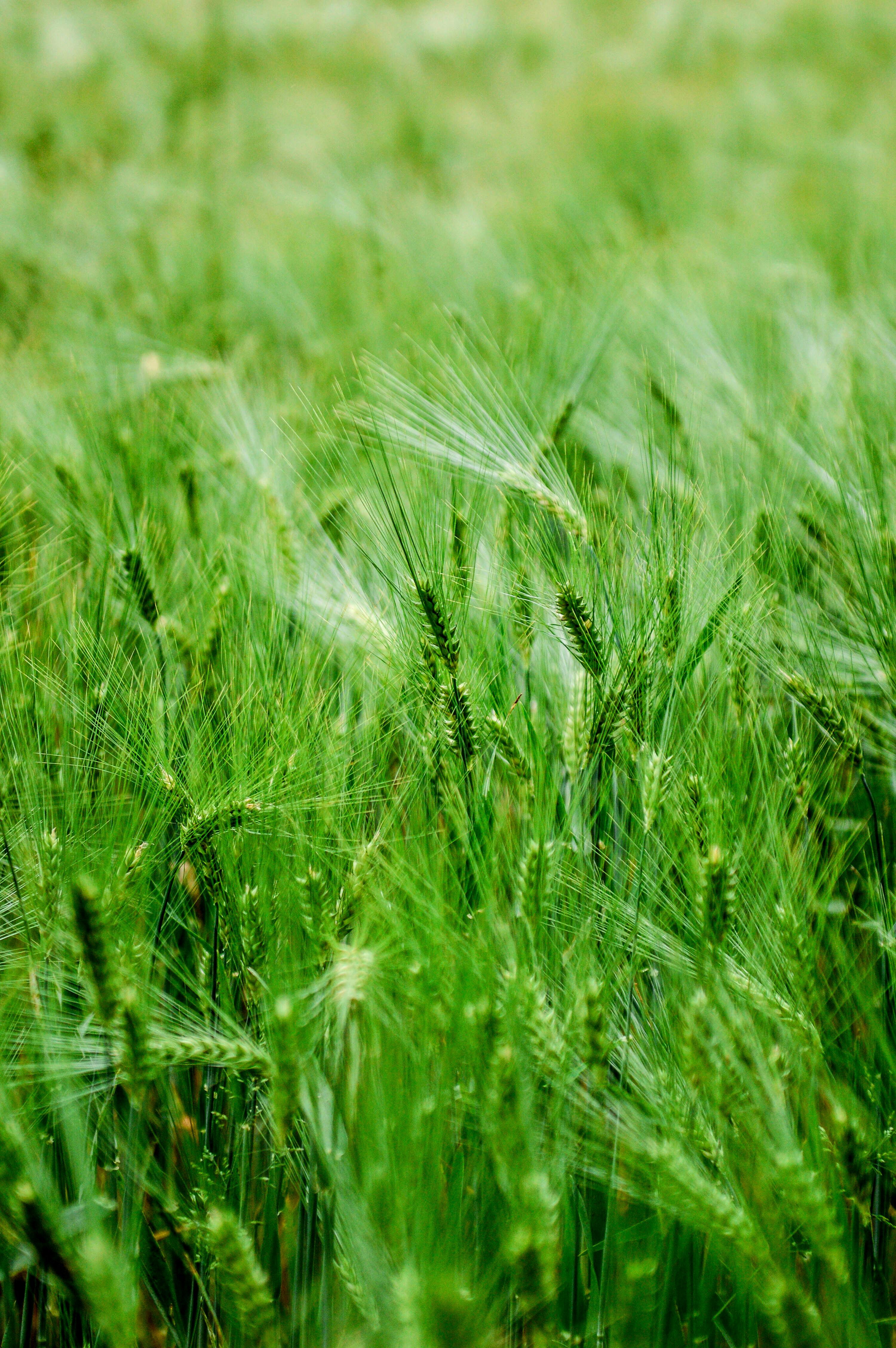 Wheat Shoot Photos, Download The BEST Free Wheat Shoot Stock Photos ...