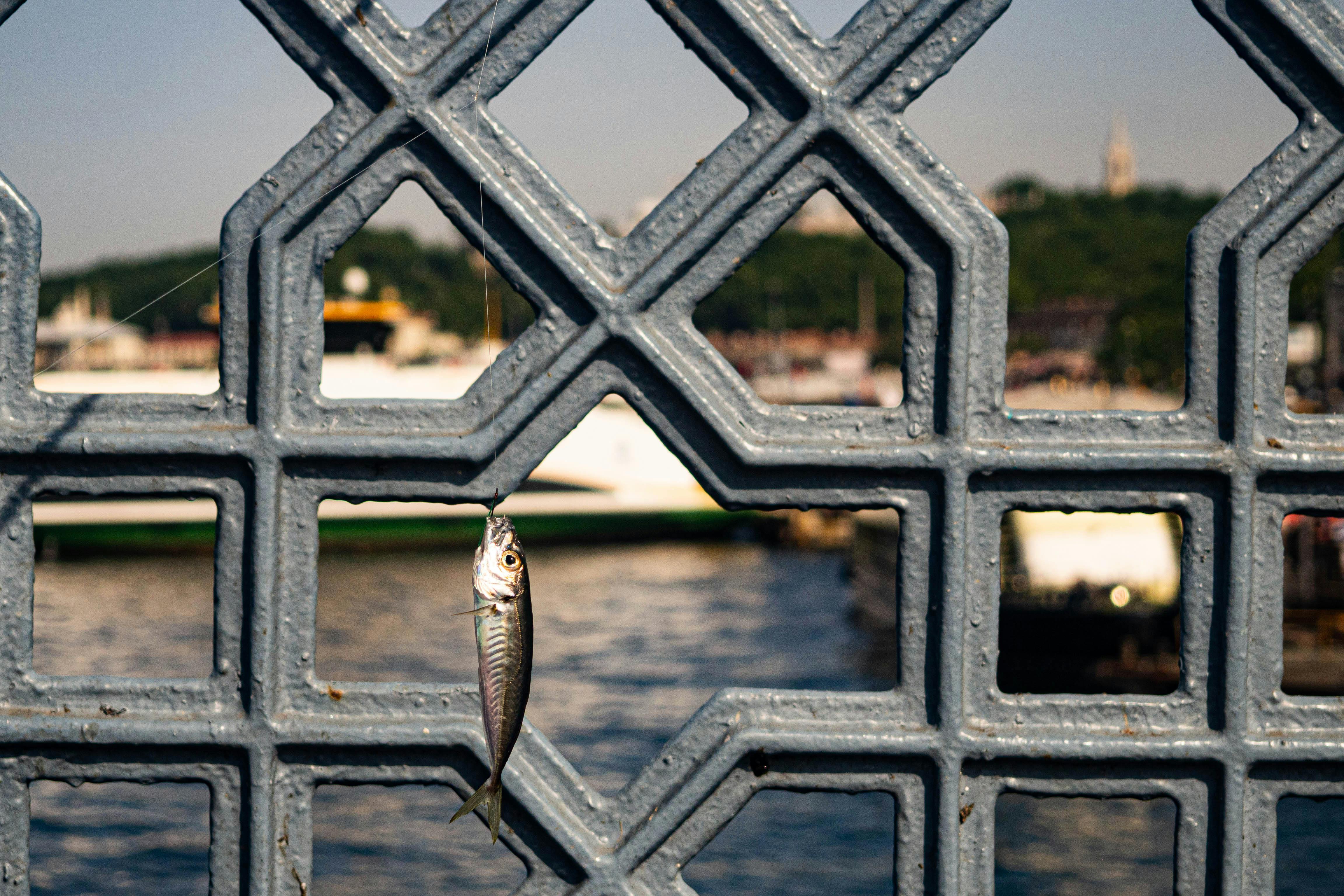 A Newly Caught Fish Hanging · Free Stock Photo