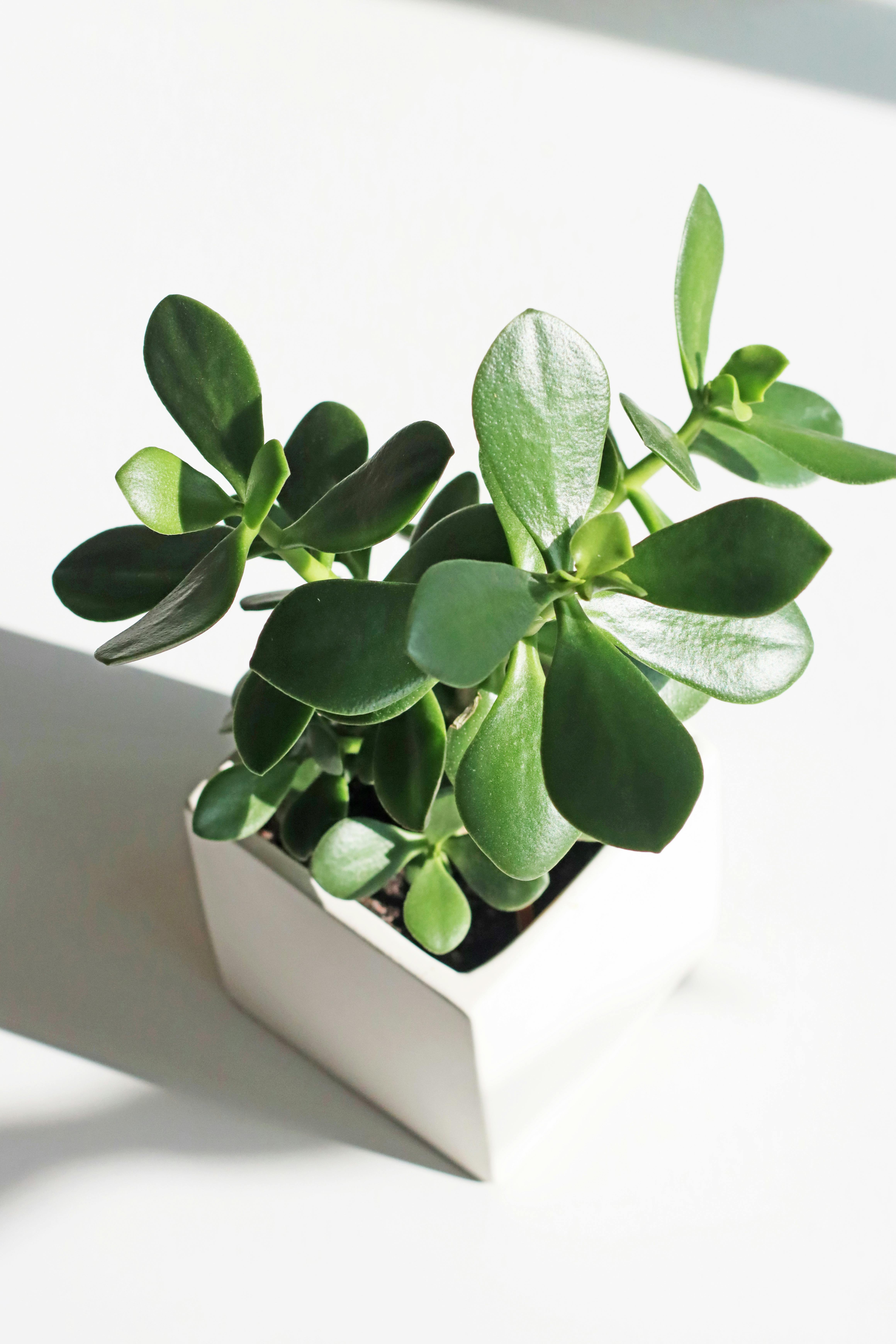 A Close-Up Shot of a Hanging Potted Plant · Free Stock Photo