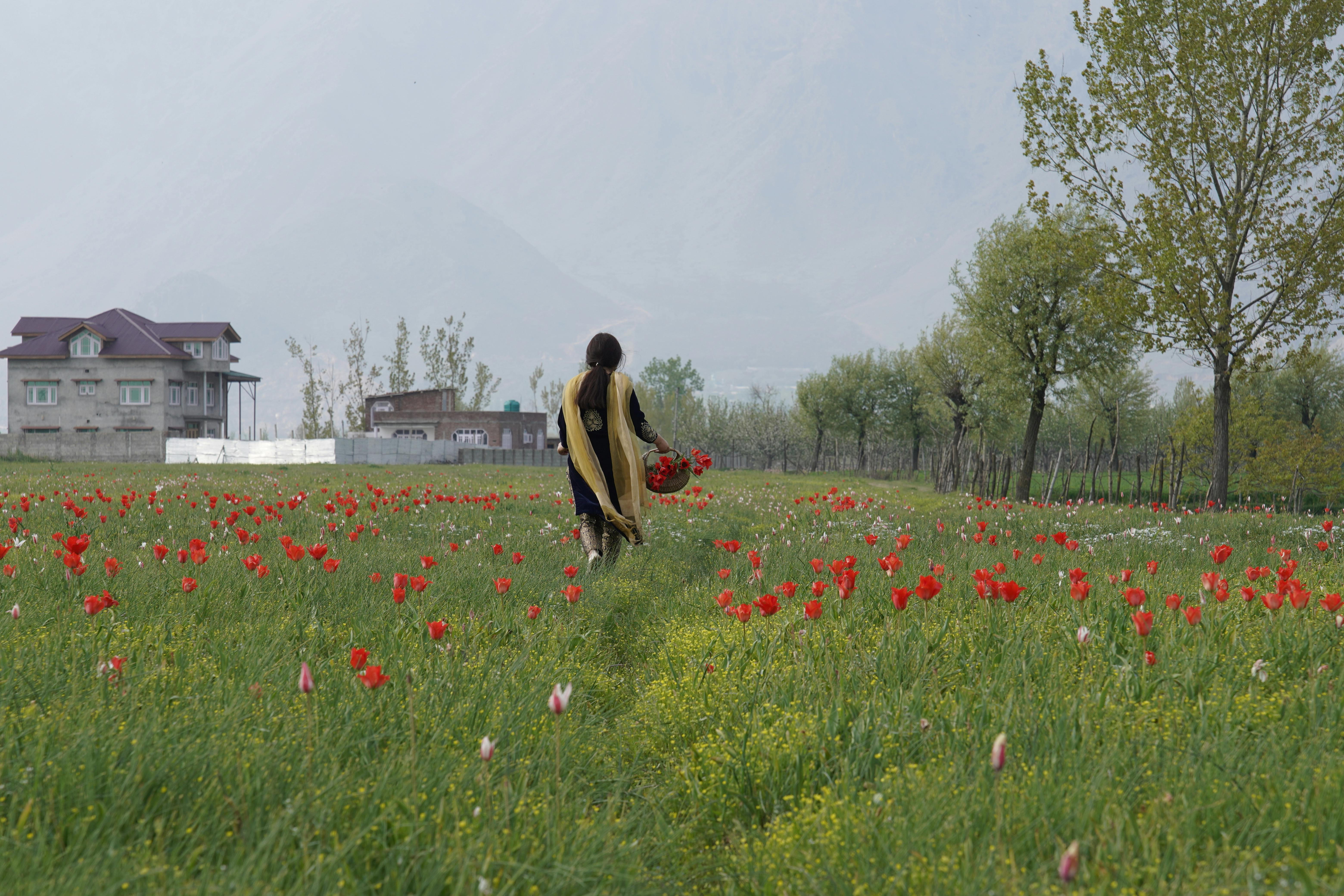 A Woman Walking on the Flower Field · Free Stock Photo