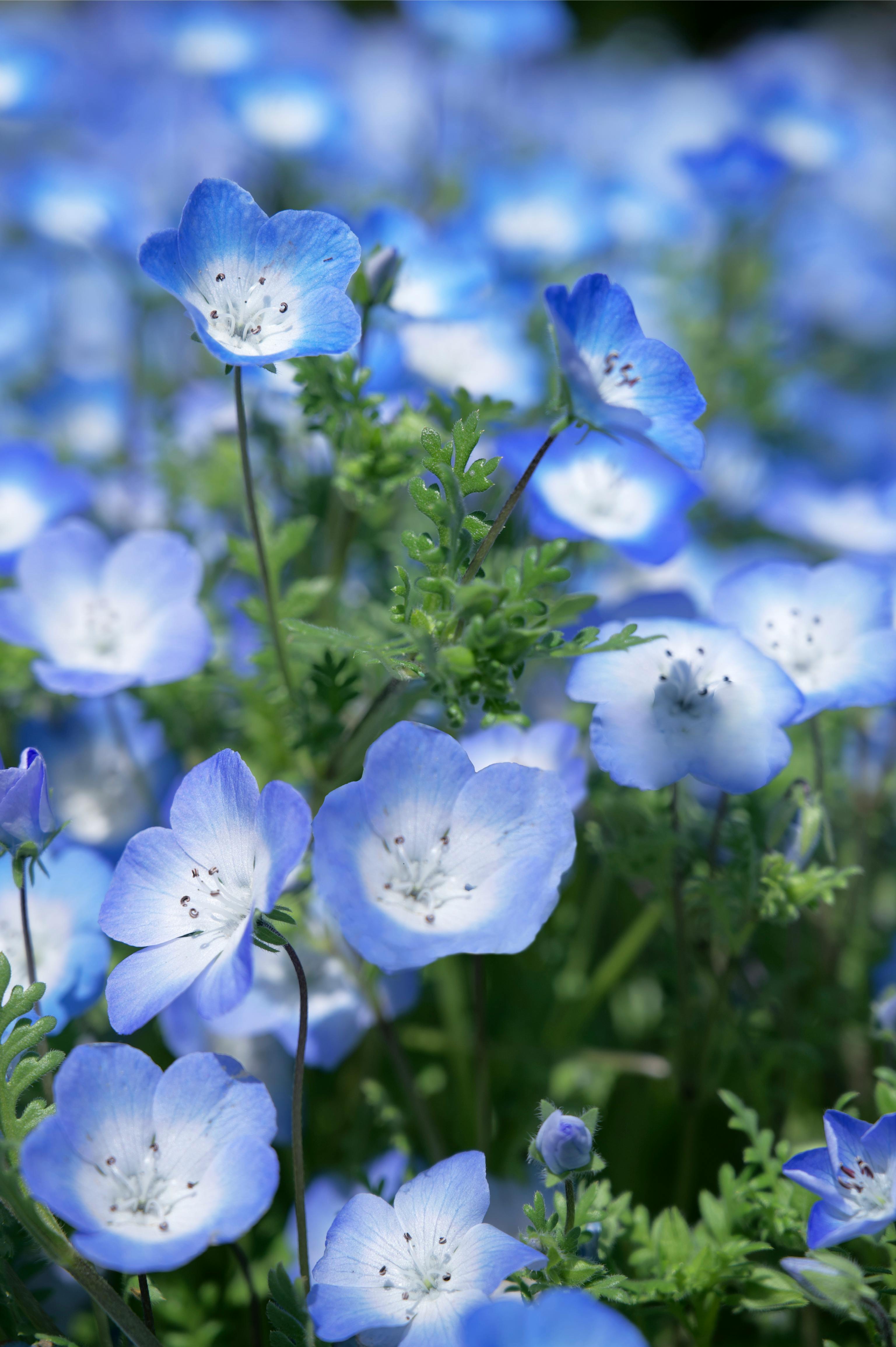 Wildflowers In Japan Photos, Download The BEST Free Wildflowers In ...