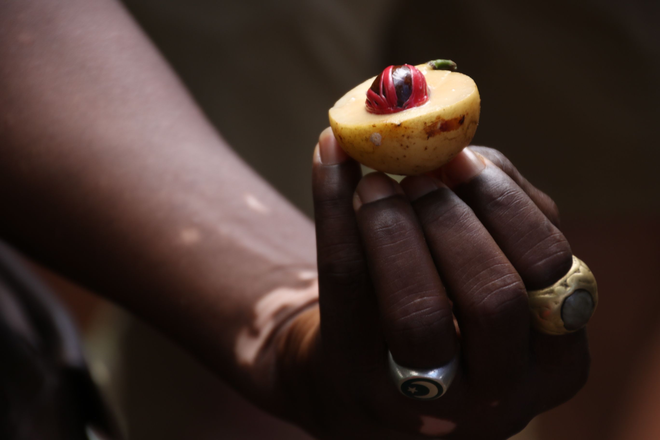 Close-Up Shot of a Person Holding Fresh Nutmeg · Free Stock Photo