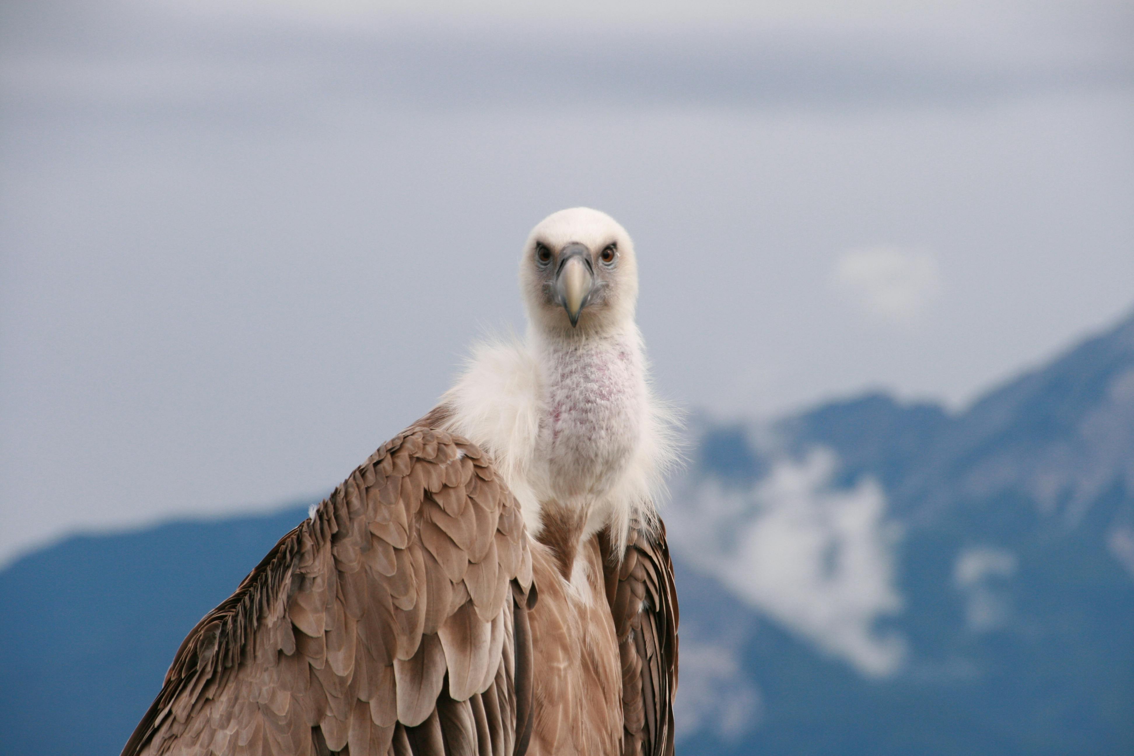 Close-Up Shot of a Vulture Looking at Camera · Free Stock Photo