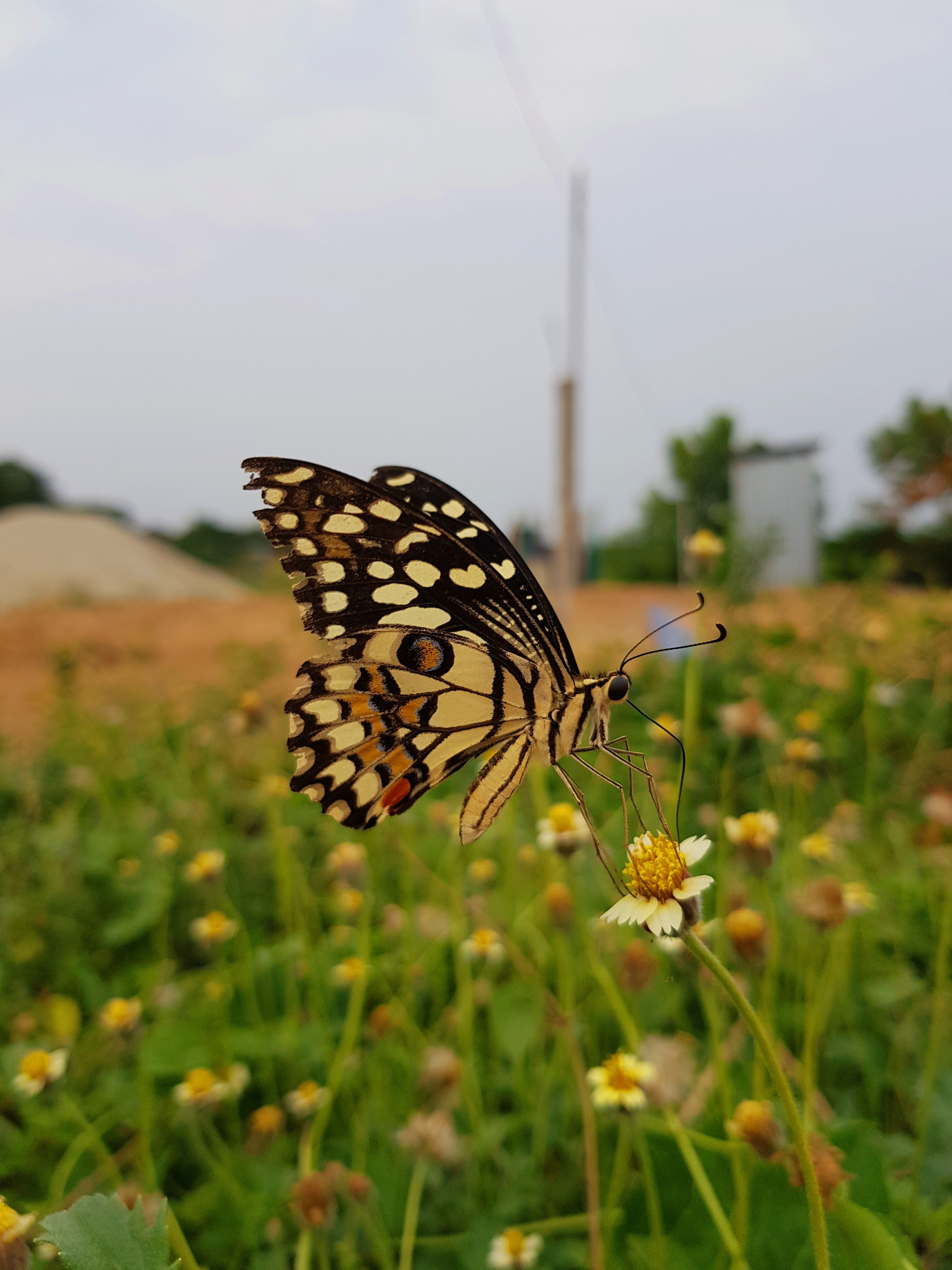 Close Up Shot of a Butterfly · Free Stock Photo