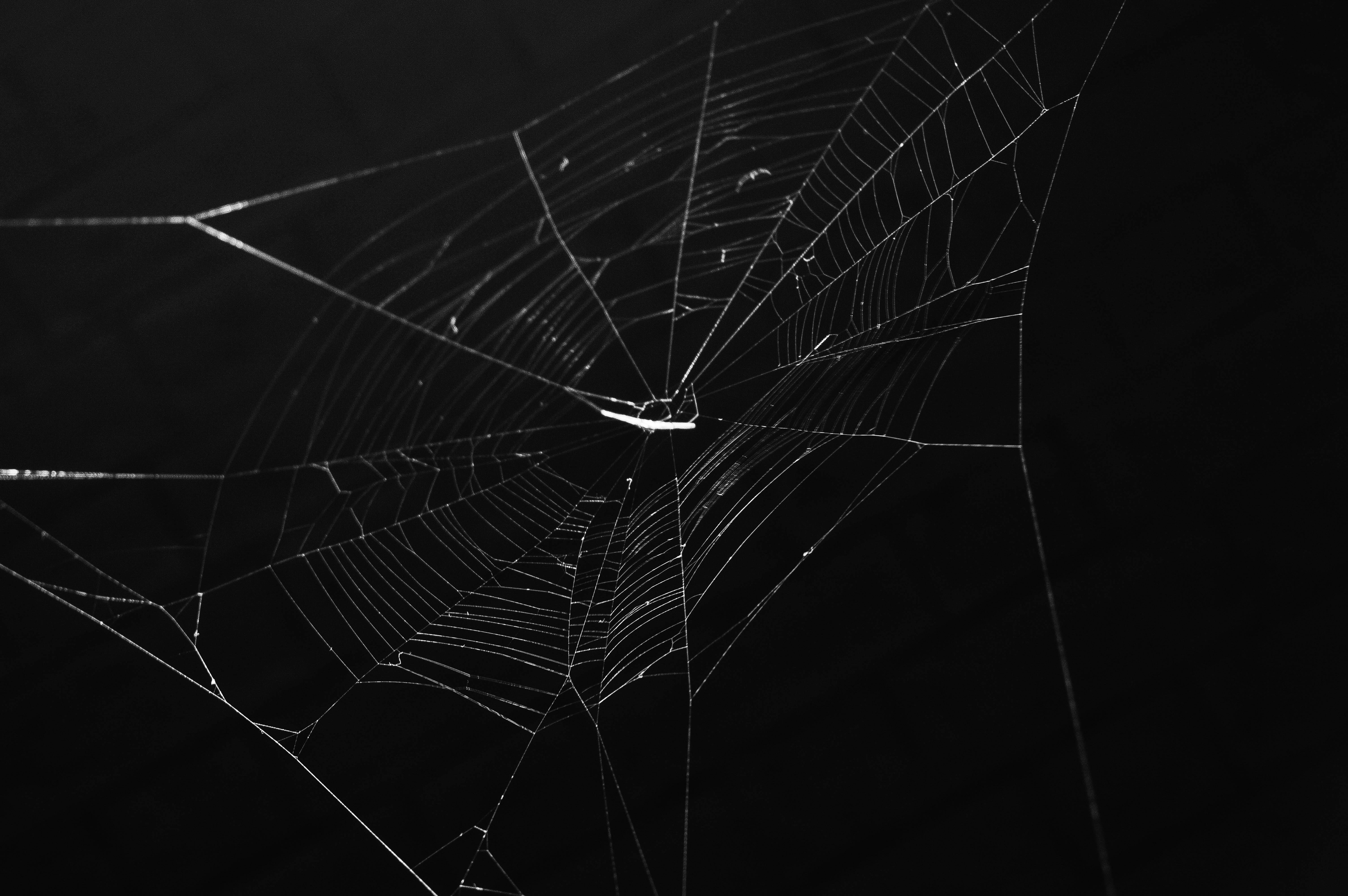 A Close-Up Shot of a Spider Web · Free Stock Photo