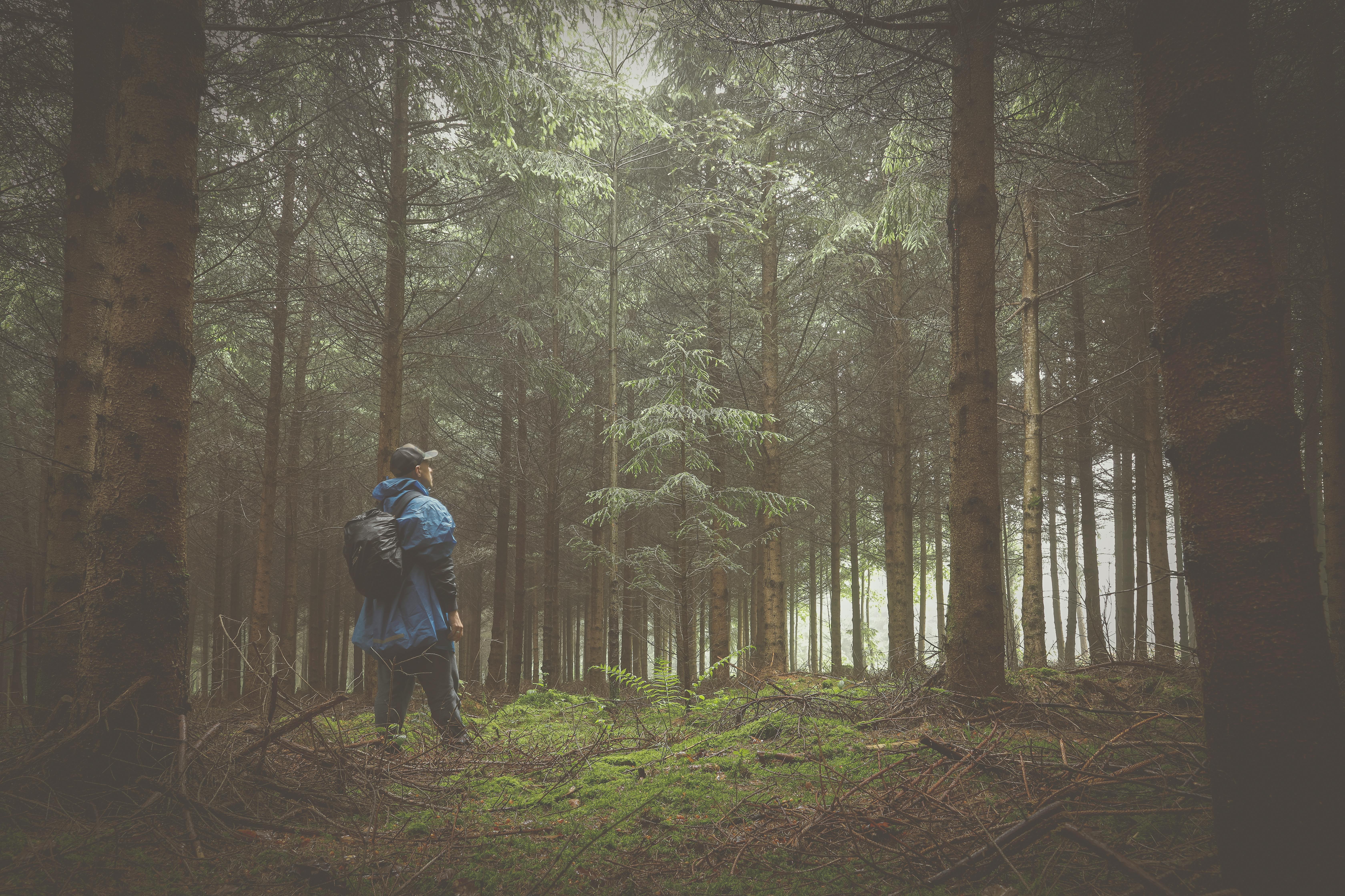 A Man in the Forest · Free Stock Photo
