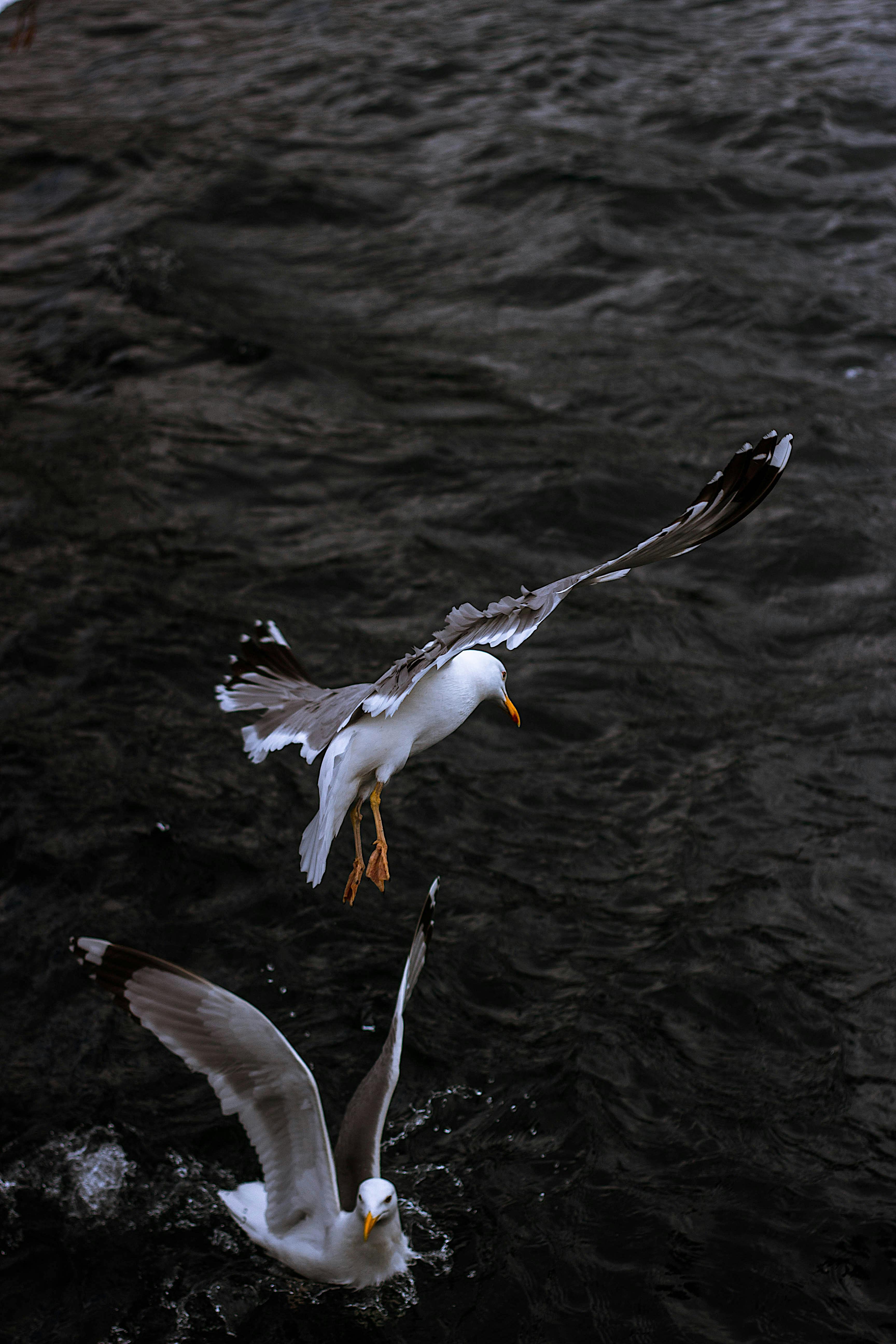 Birds Flying Above Water · Free Stock Photo