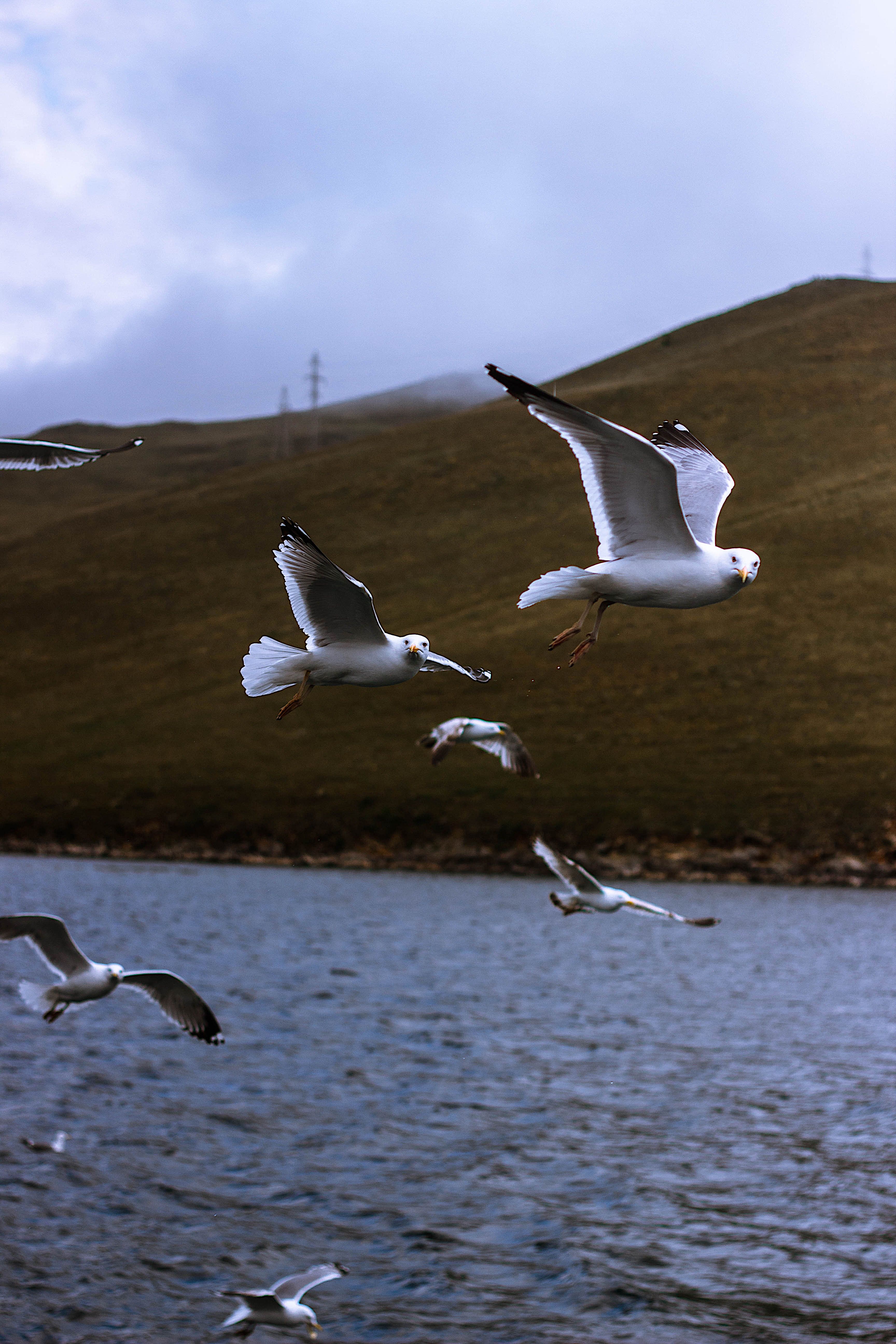Birds Flying Together Over a Body of Water · Free Stock Photo