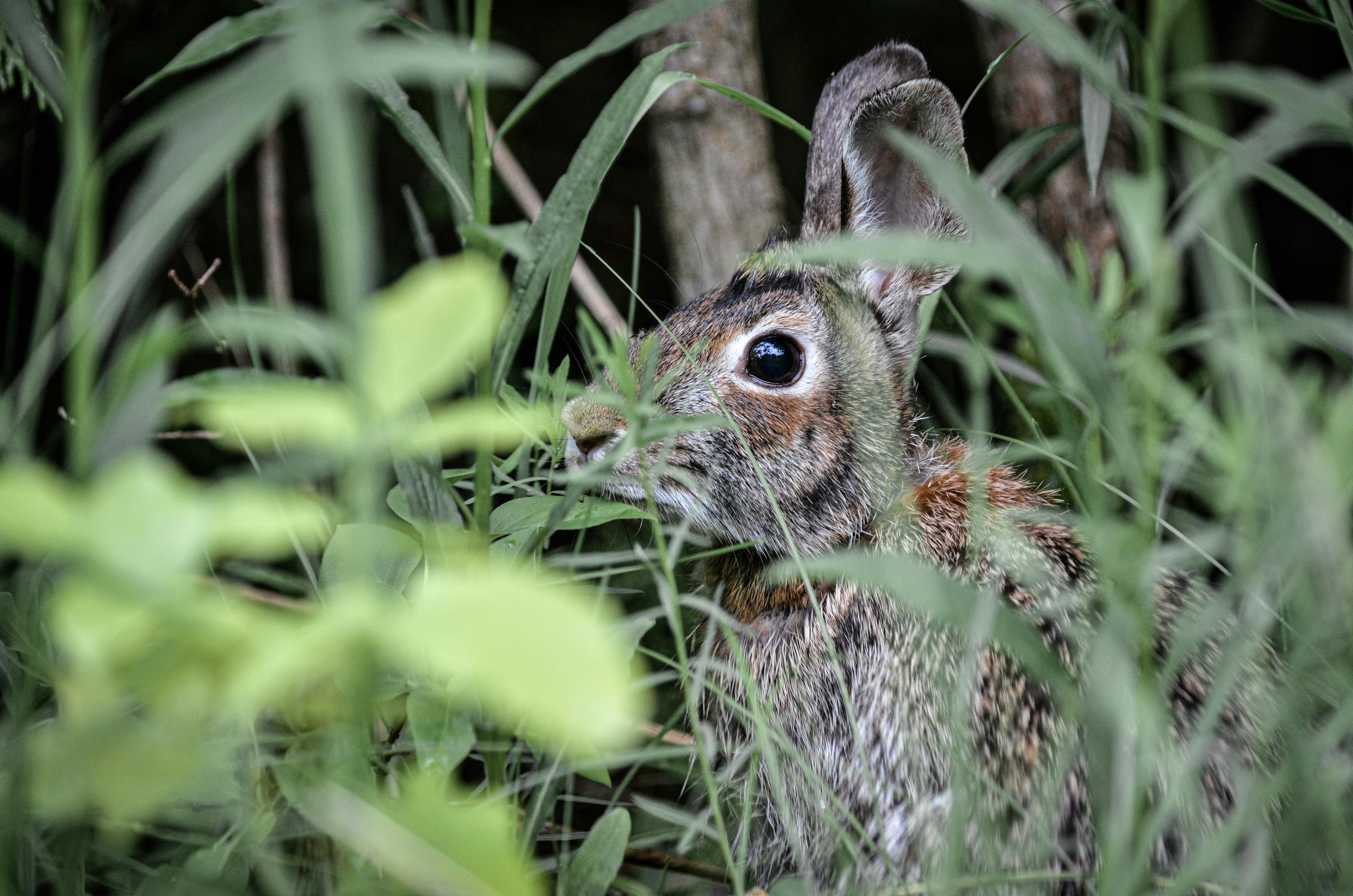 Close-up of Rabbit on Field · Free Stock Photo