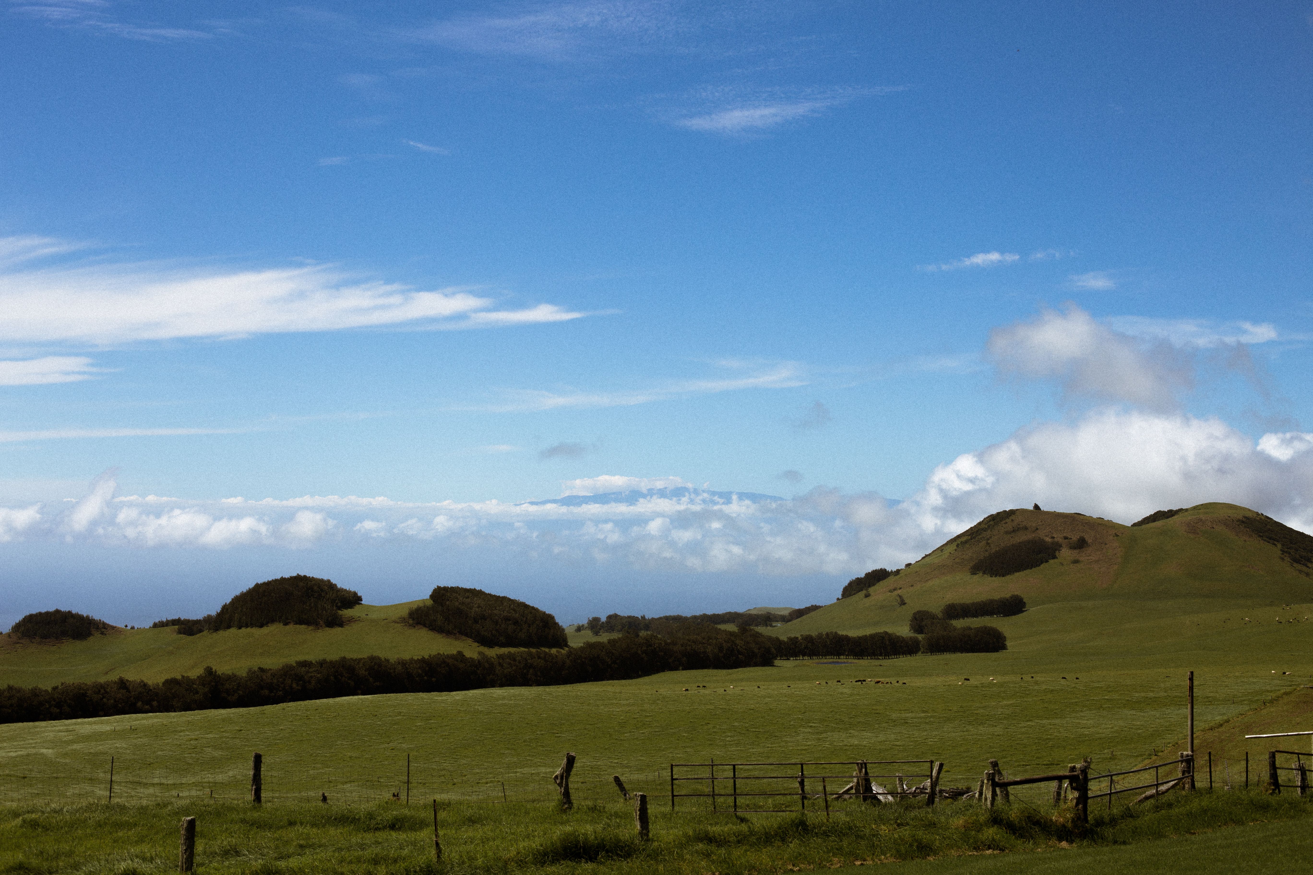 Green Grass Field Under Blue Sky · Free Stock Photo