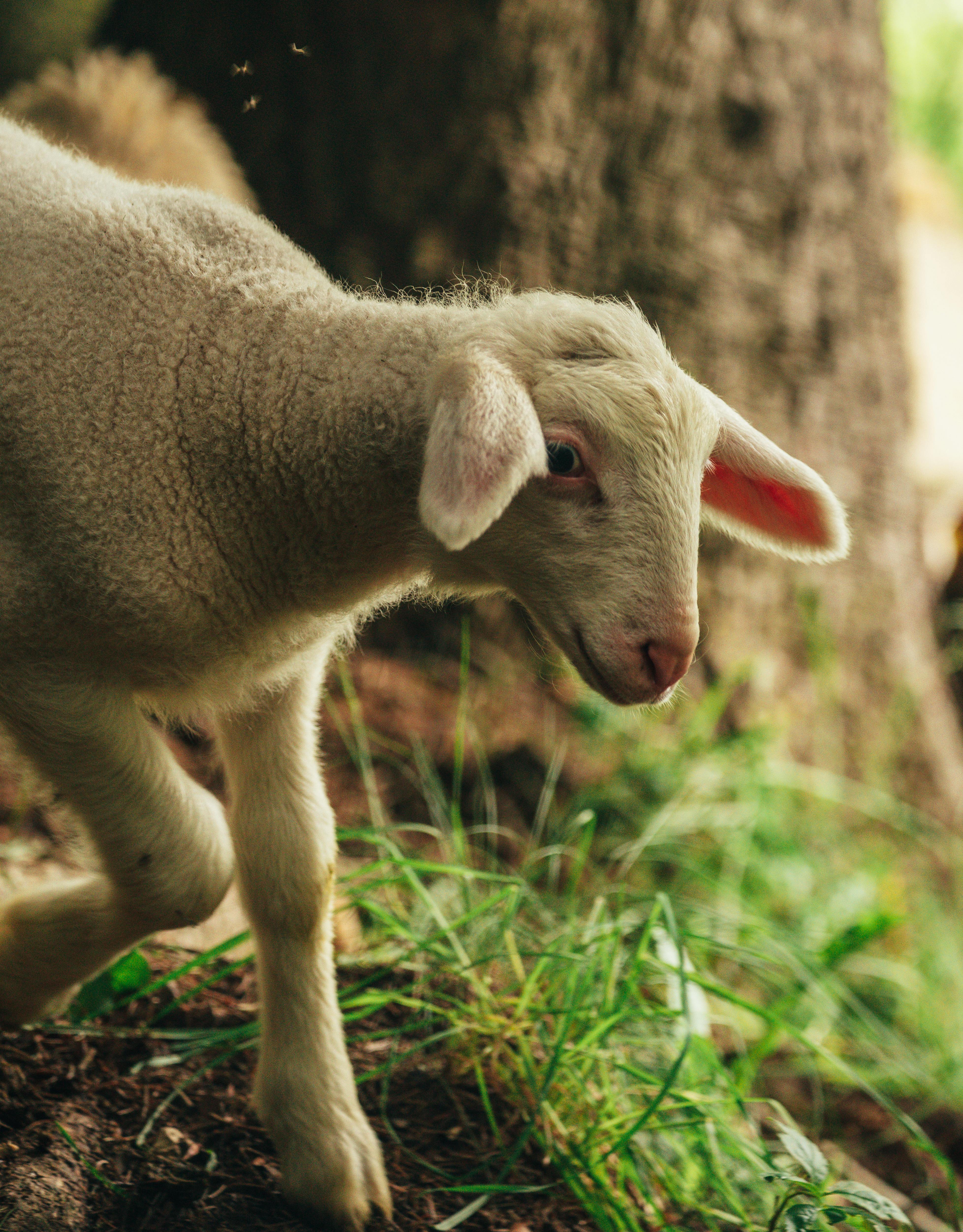 Selective Photography of White Lamb on Hay · Free Stock Photo