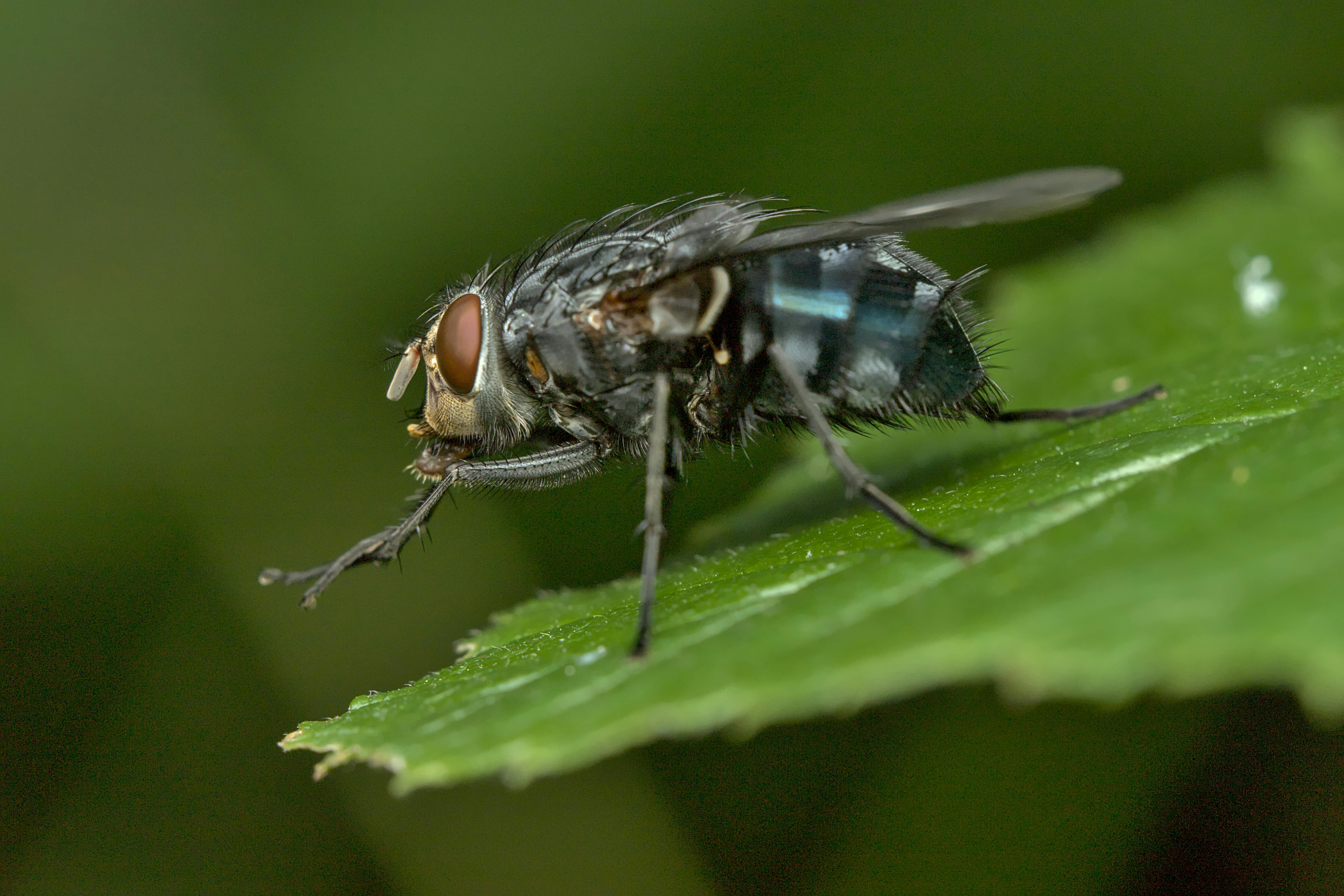 Diptera Photos, Download The BEST Free Diptera Stock Photos & HD Images
