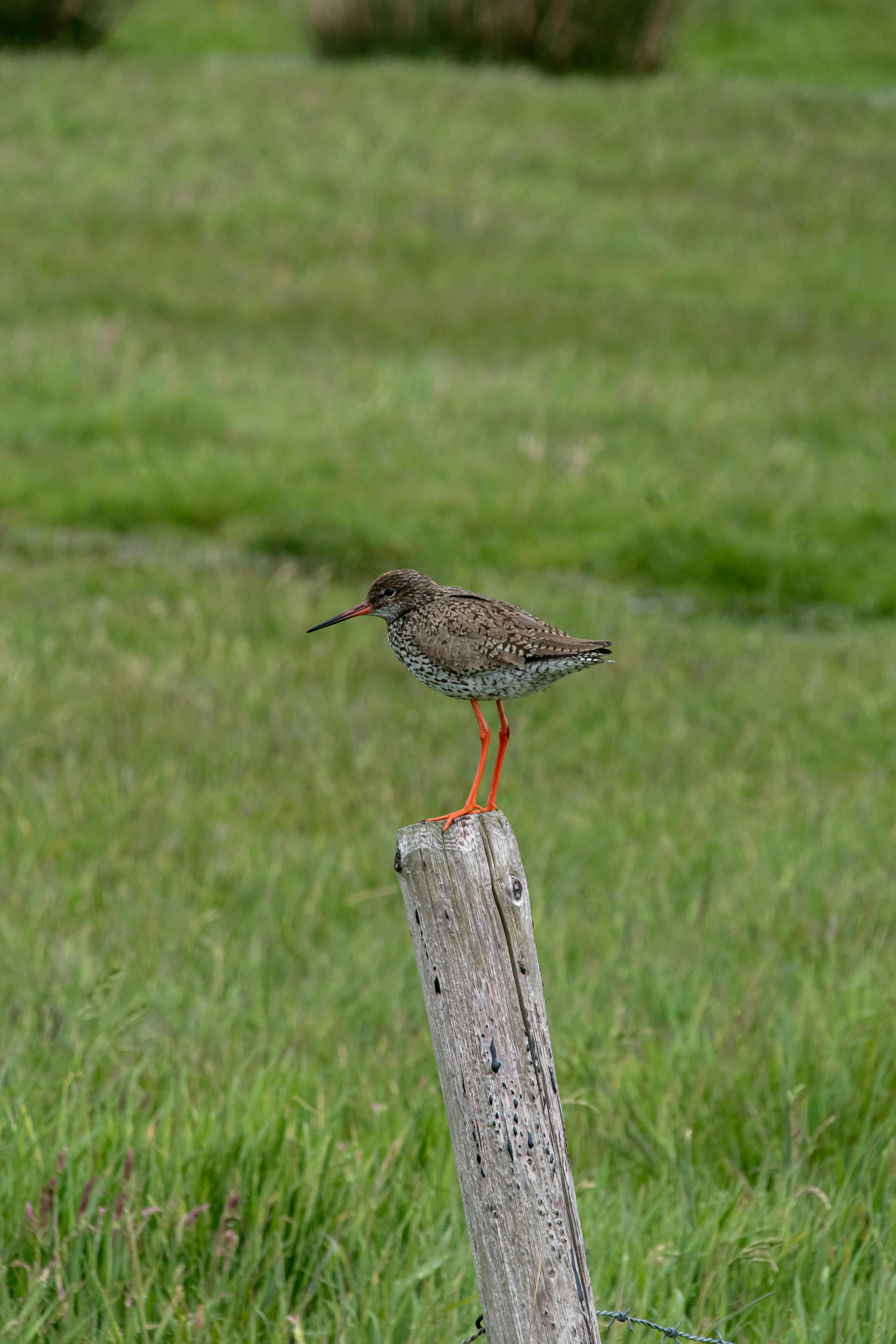 Redshank Photos, Download The BEST Free Redshank Stock Photos & HD Images