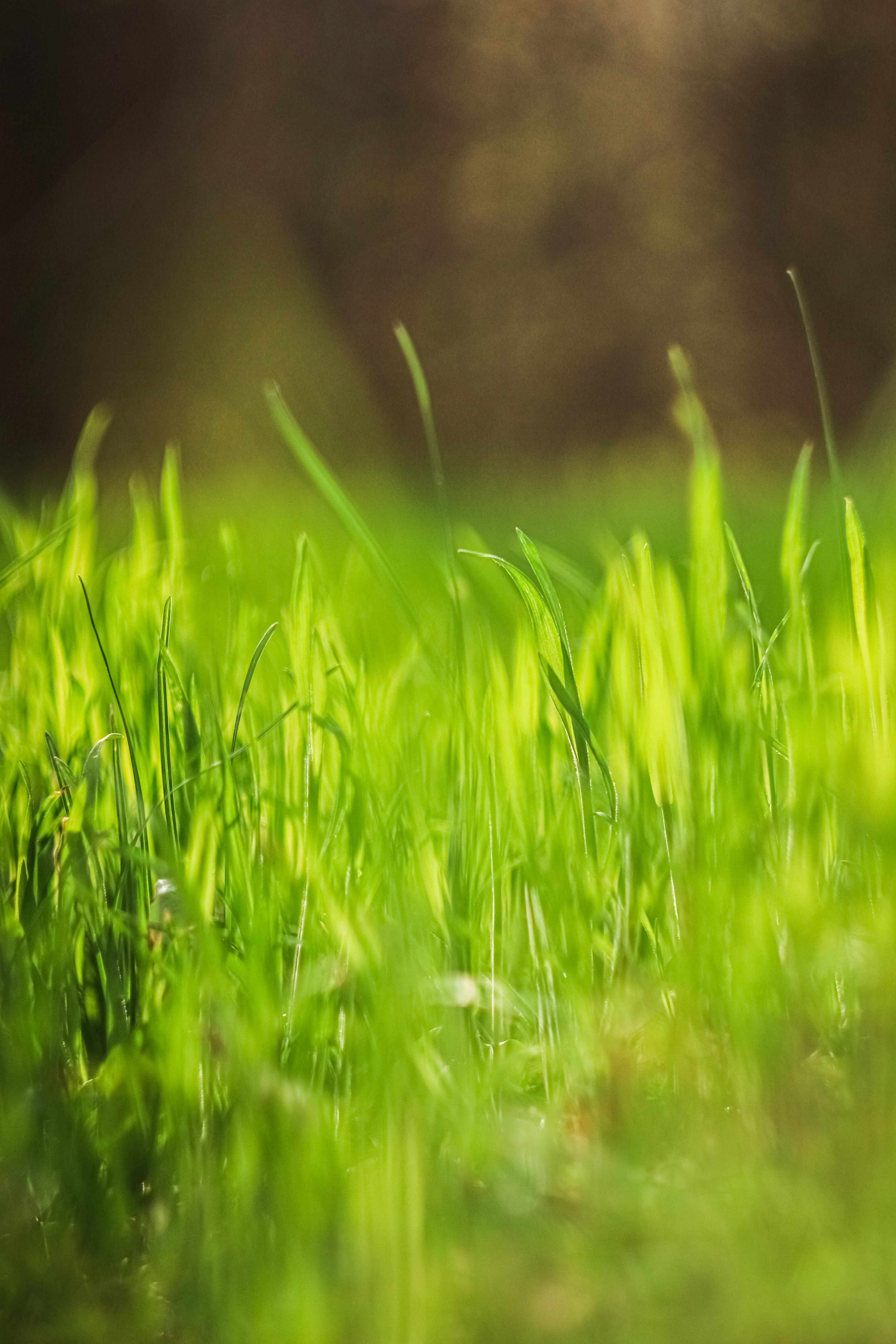 Green Grass Field · Free Stock Photo