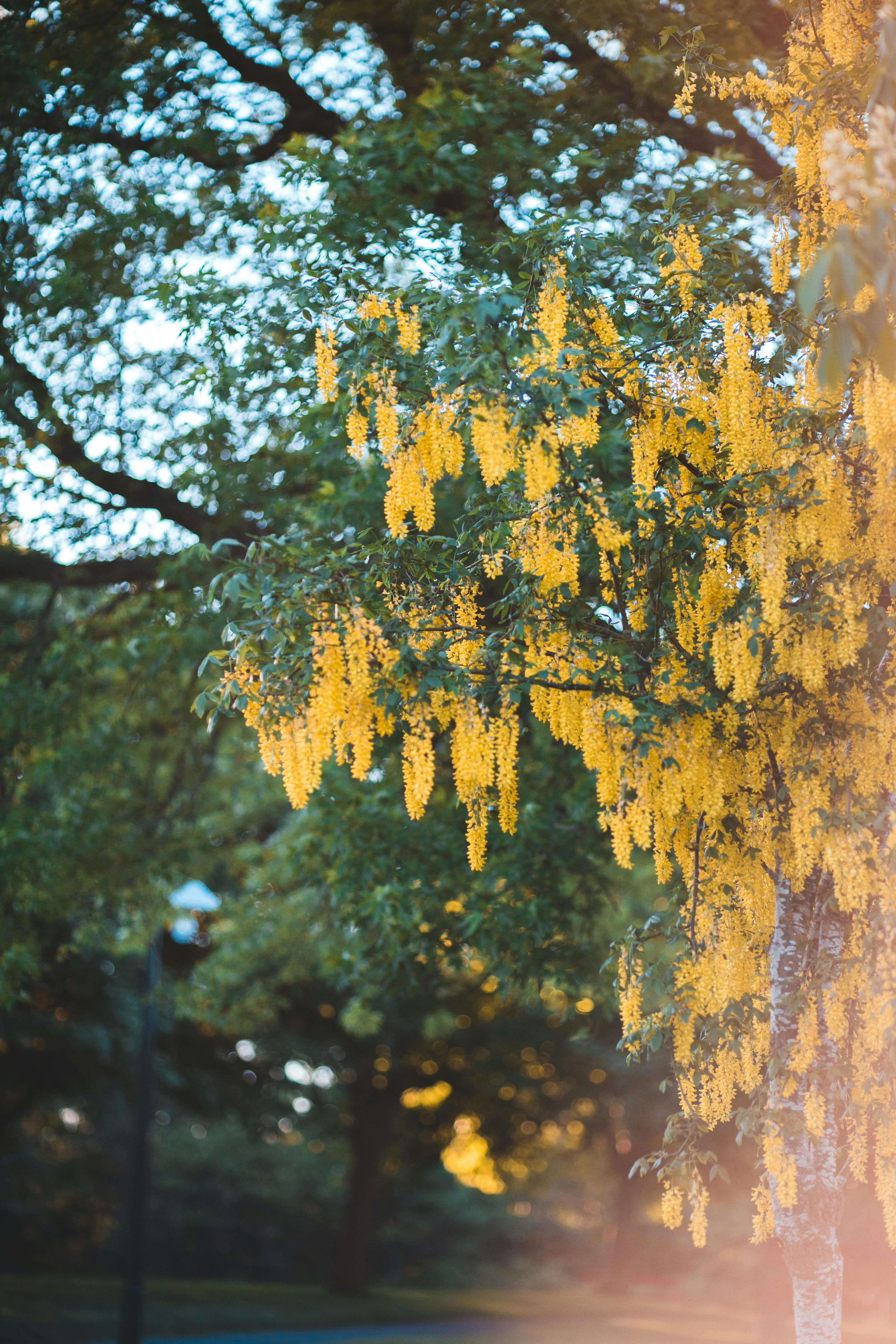 Yellow Flowers Hanging from a Tree · Free Stock Photo