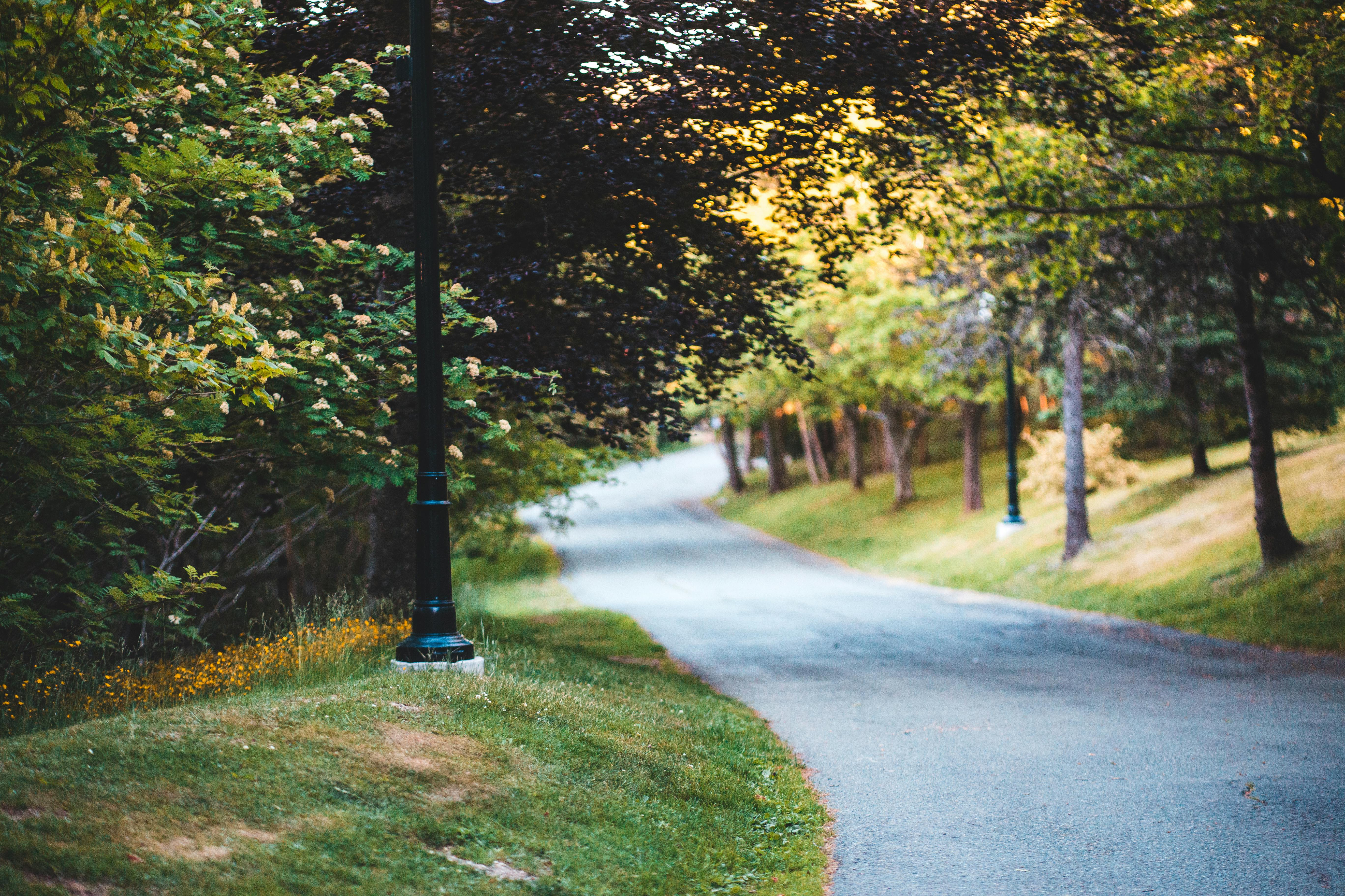 Asphalt Footpath in a Park · Free Stock Photo