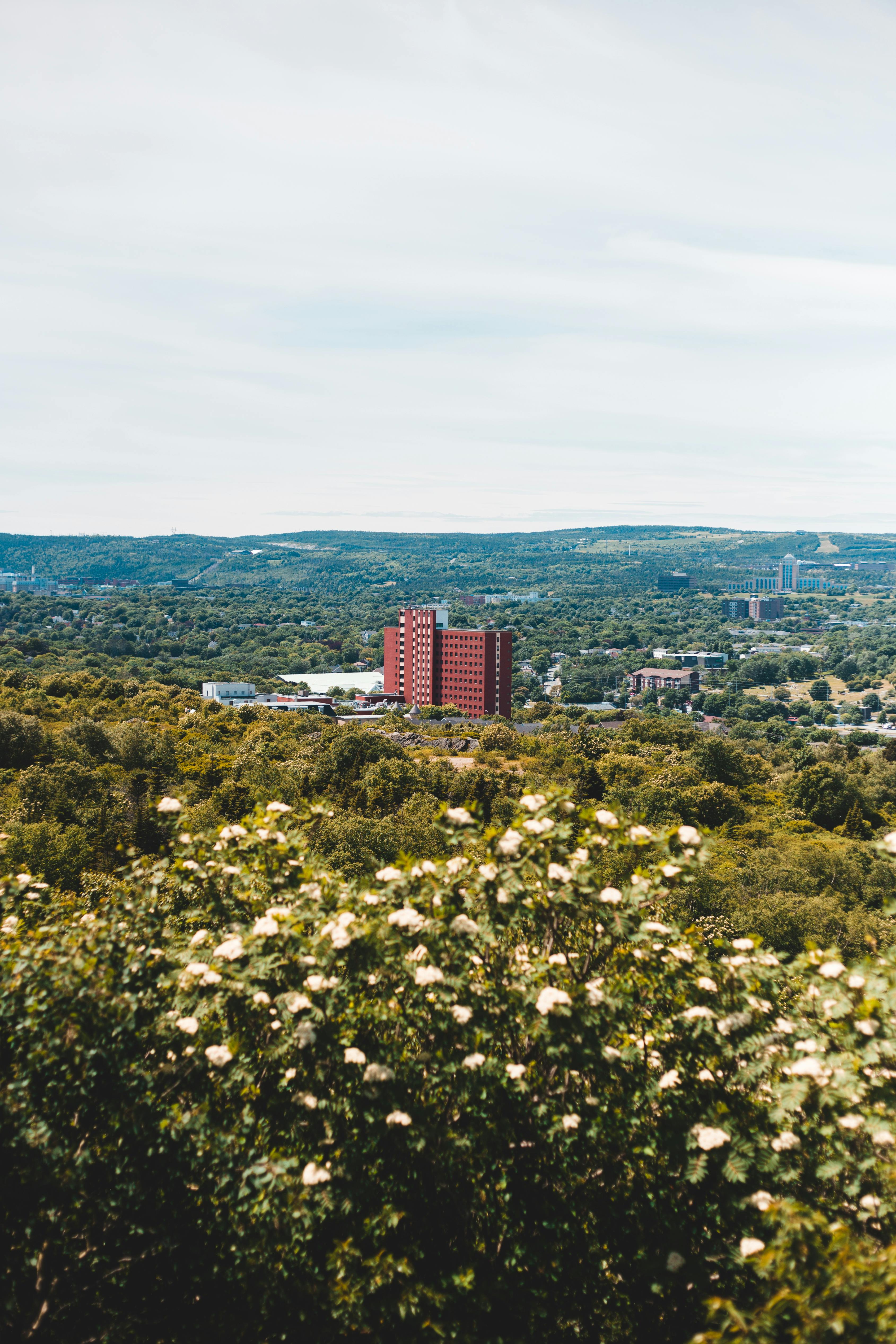 Plants with Forest and Buildings in Background · Free Stock Photo