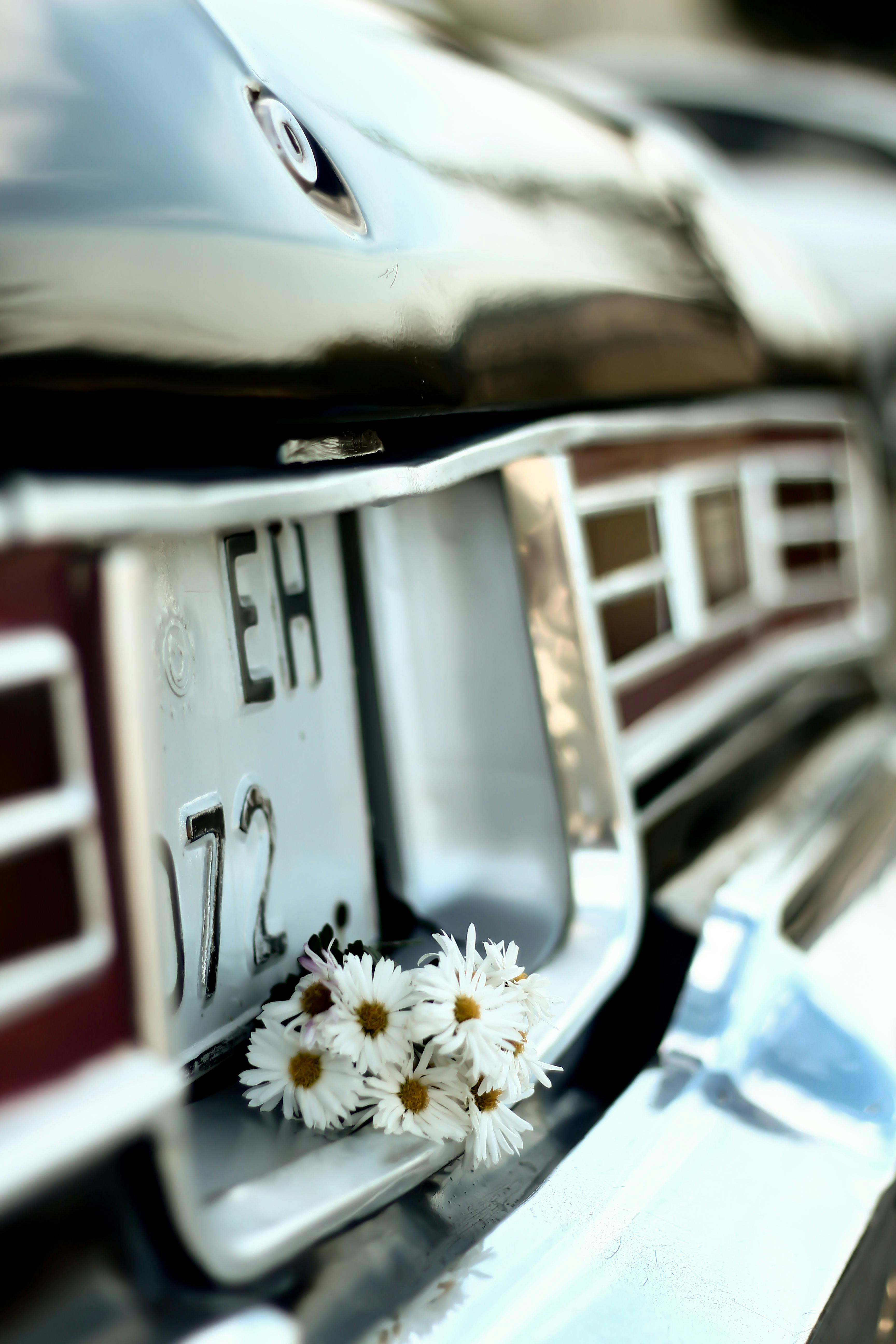 Daisies on Car Bumper · Free Stock Photo