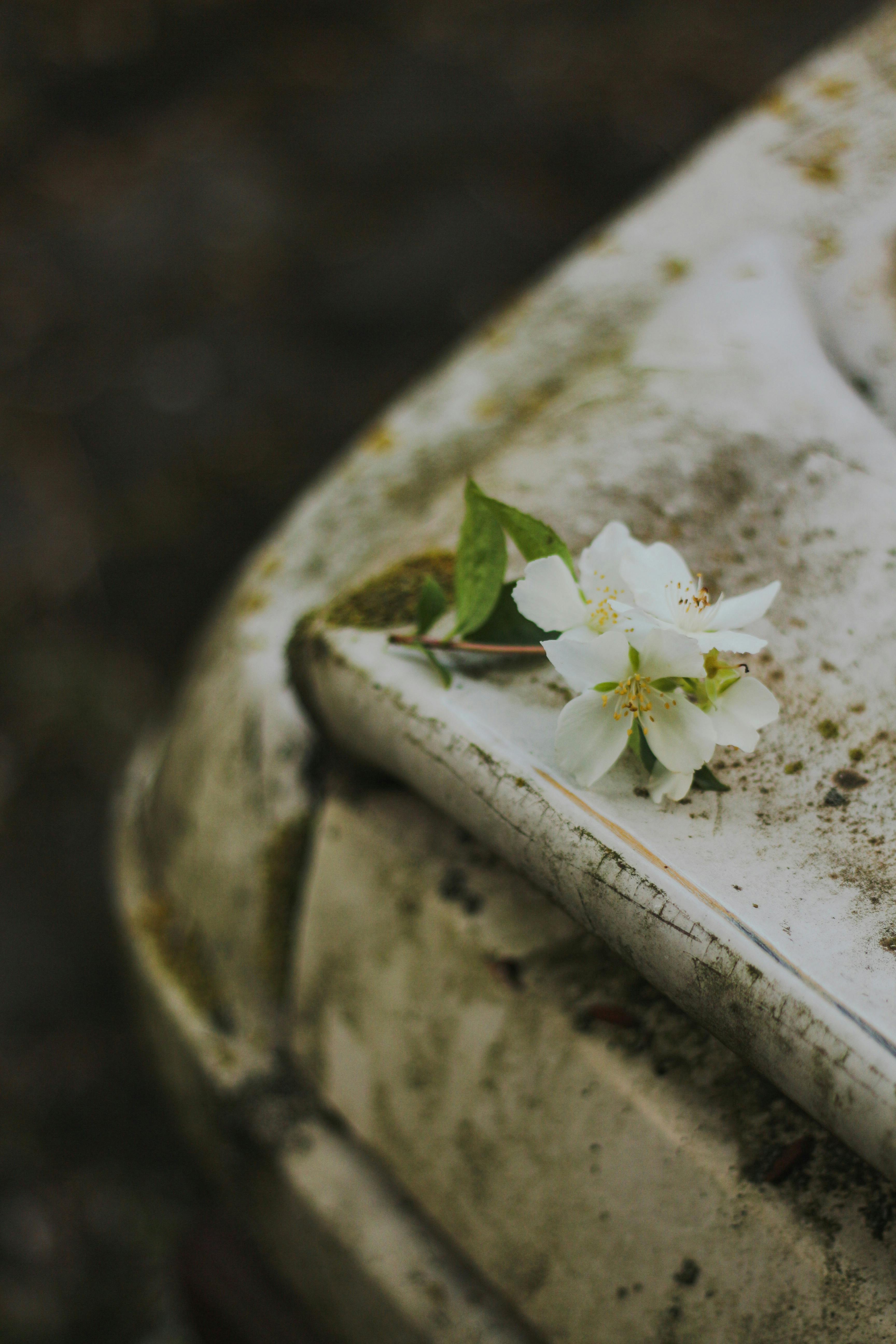 Foto de stock gratuita sobre abandonado, belleza en decadencia, belleza ...