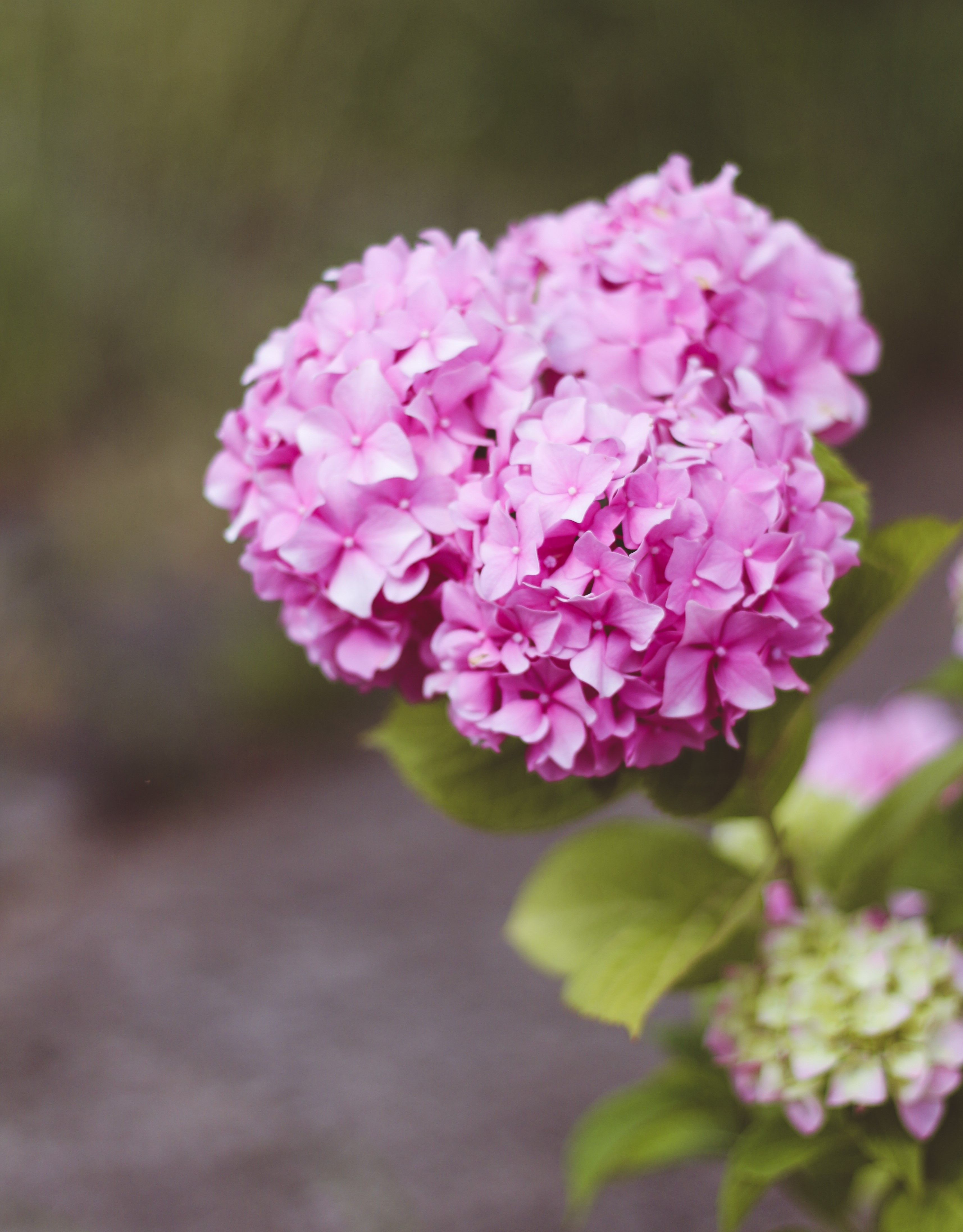 Close-Up Photography of Blue and White Hydrangea Flowers · Free Stock Photo