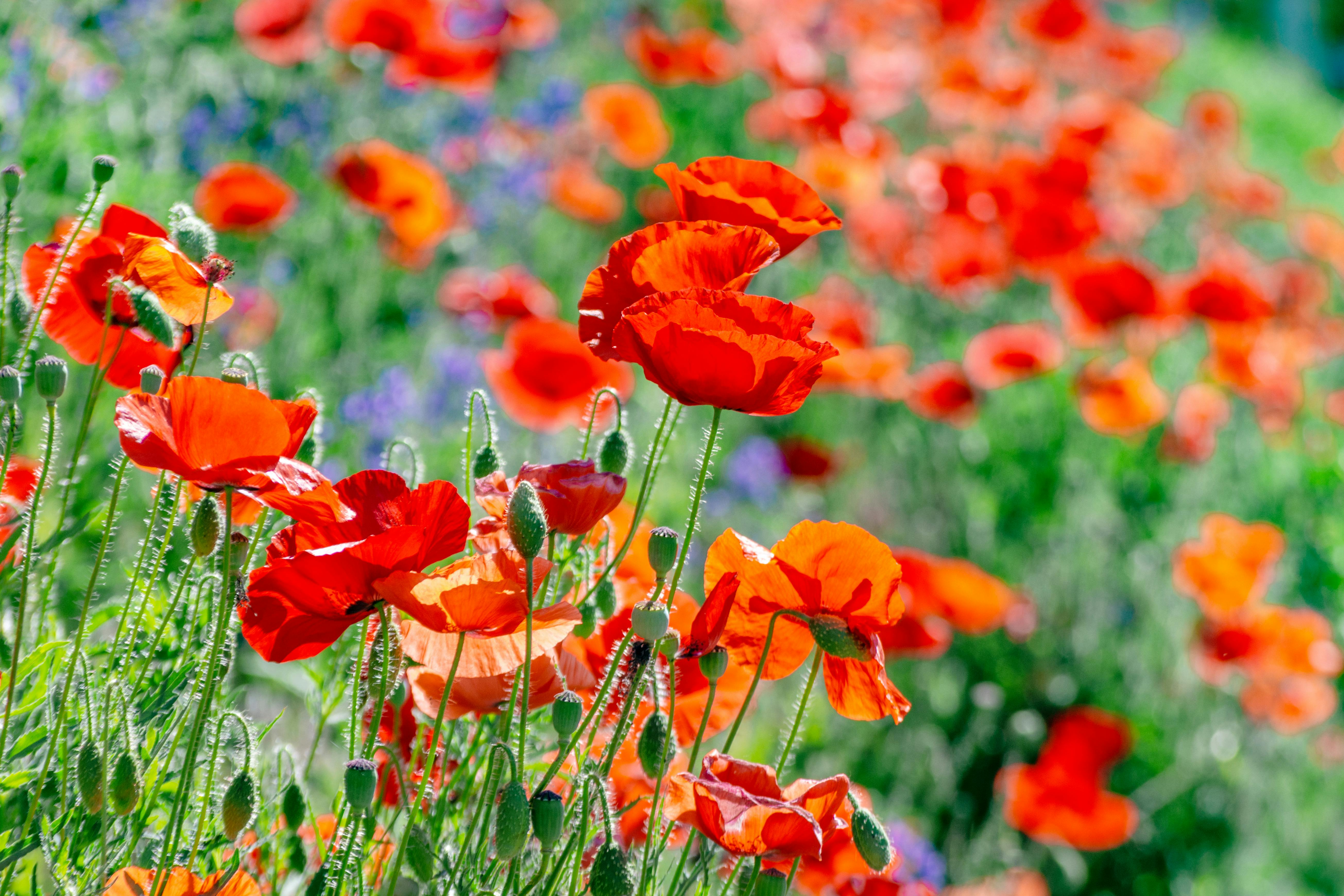 Photo of Red Flowers · Free Stock Photo