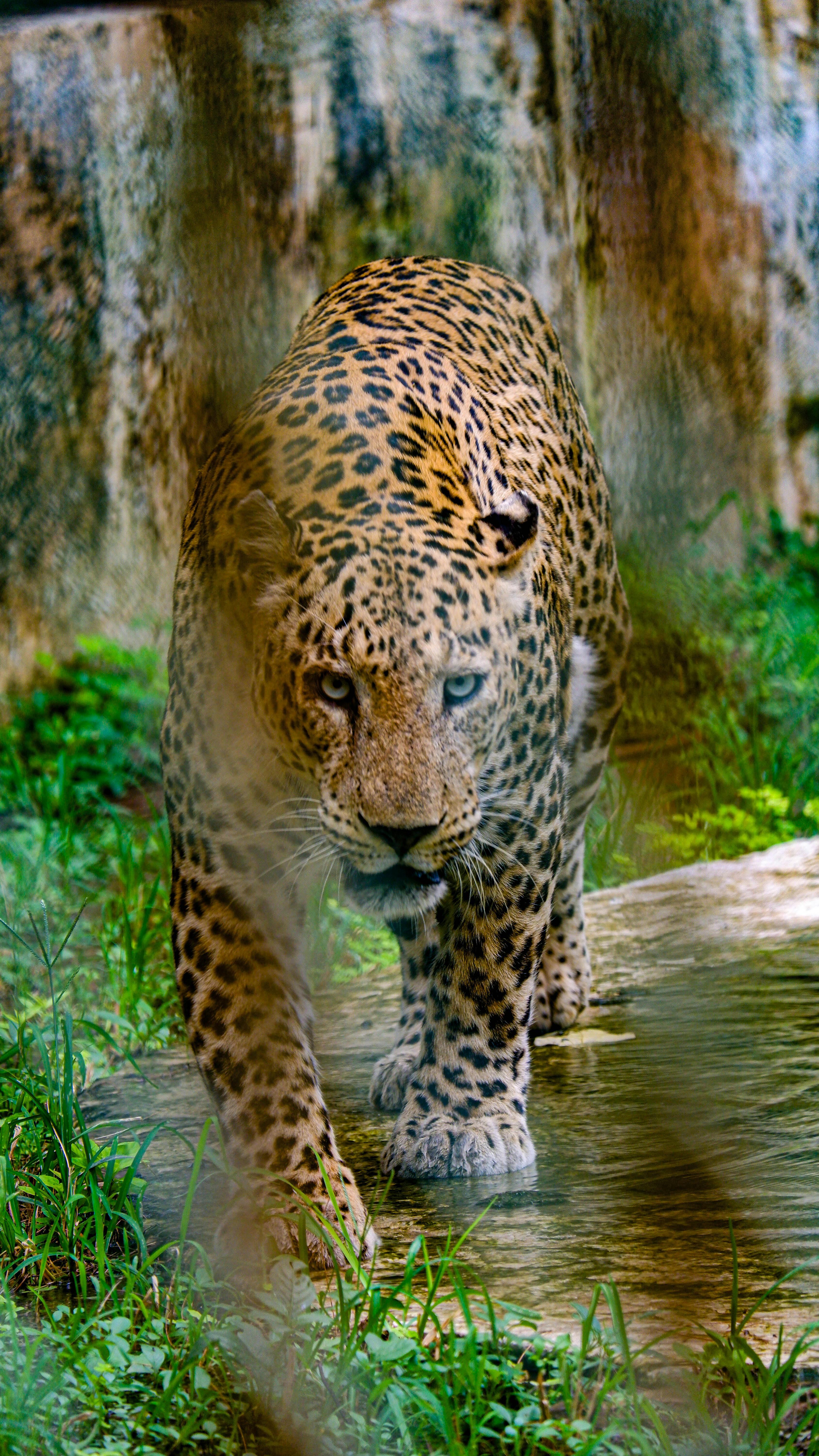 Side View of a Leopard · Free Stock Photo