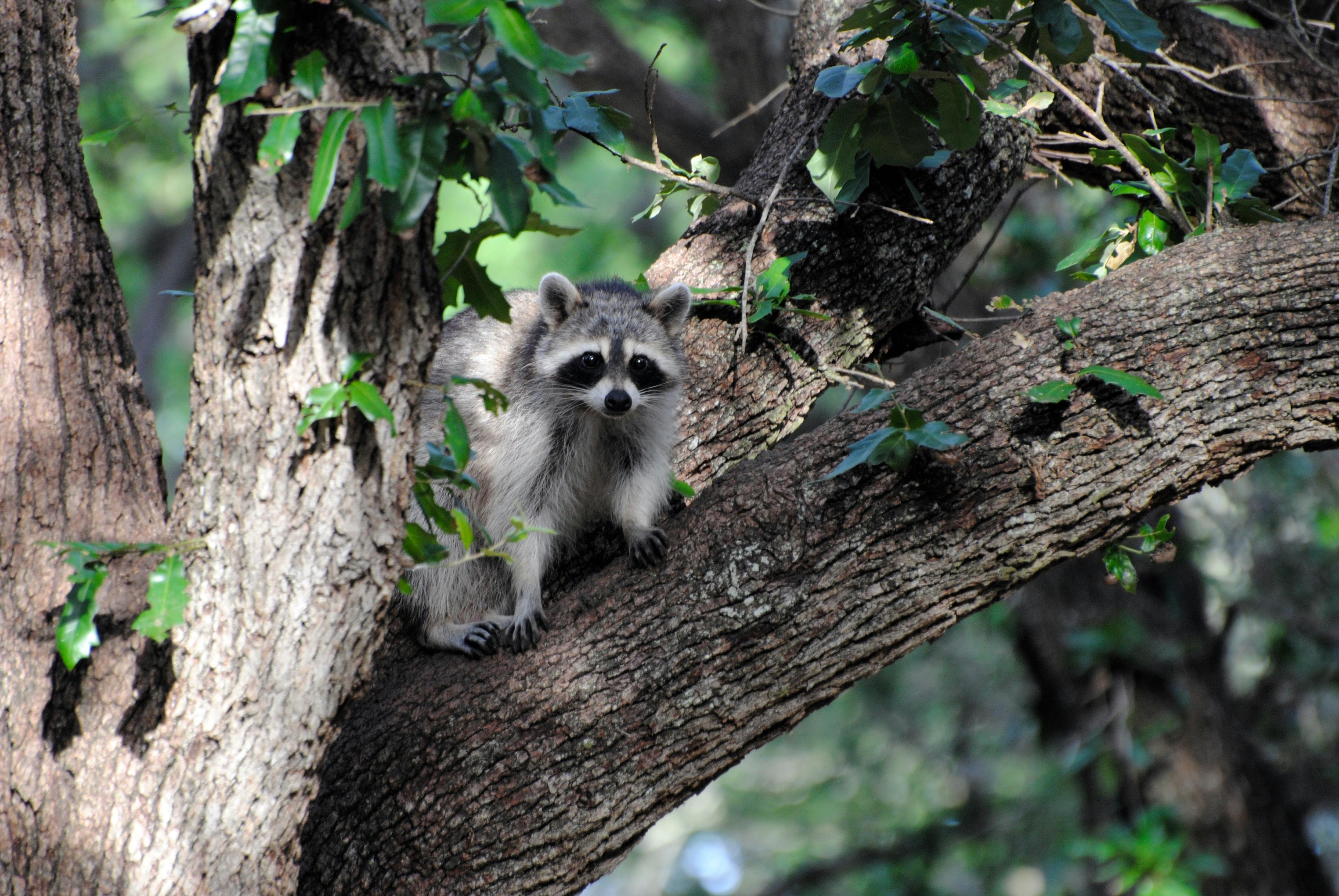 Gray and White Raccoon on Brown Tree · Free Stock Photo