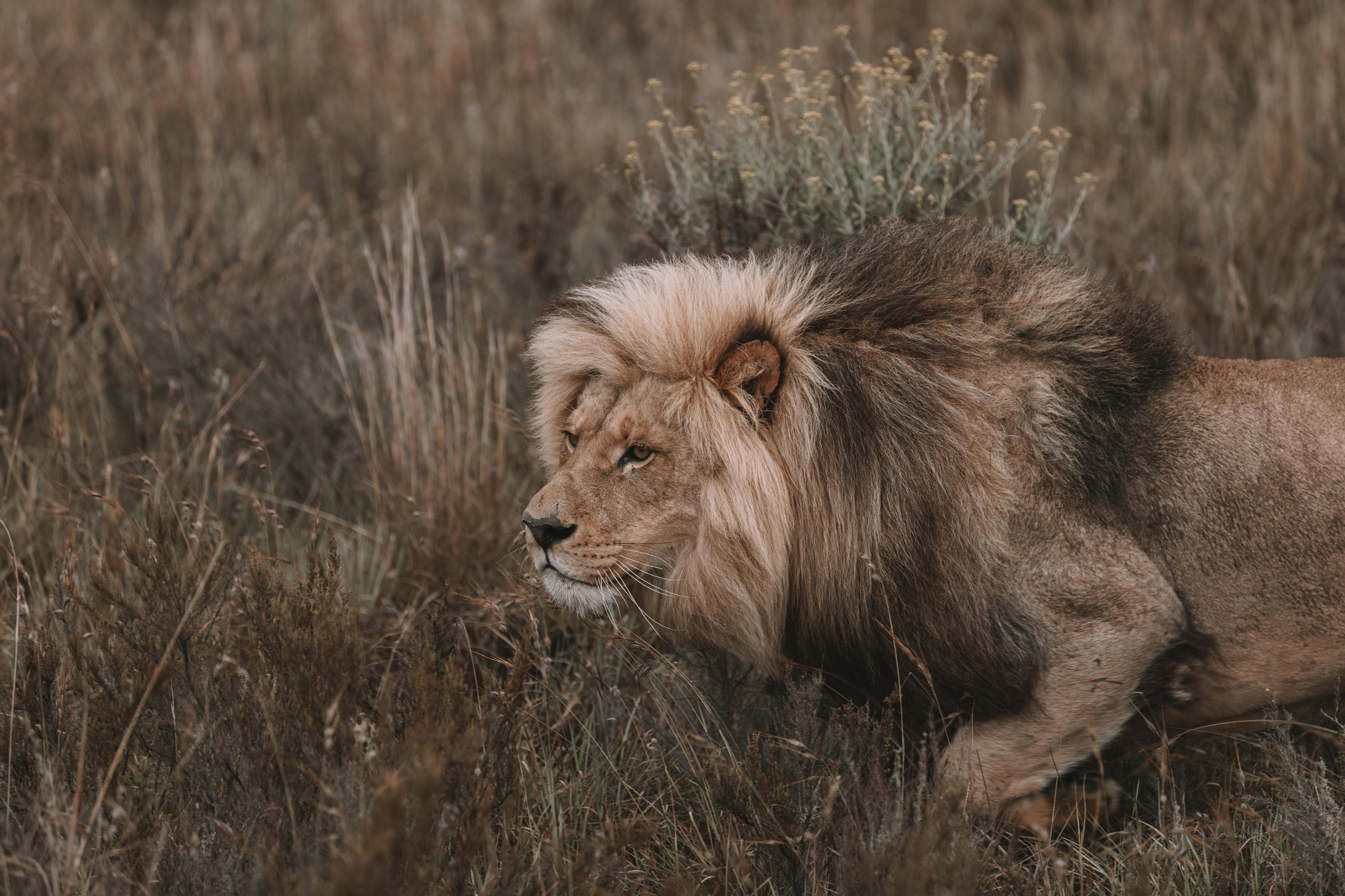 Lion Walking Photos, Download The BEST Free Lion Walking Stock Photos ...