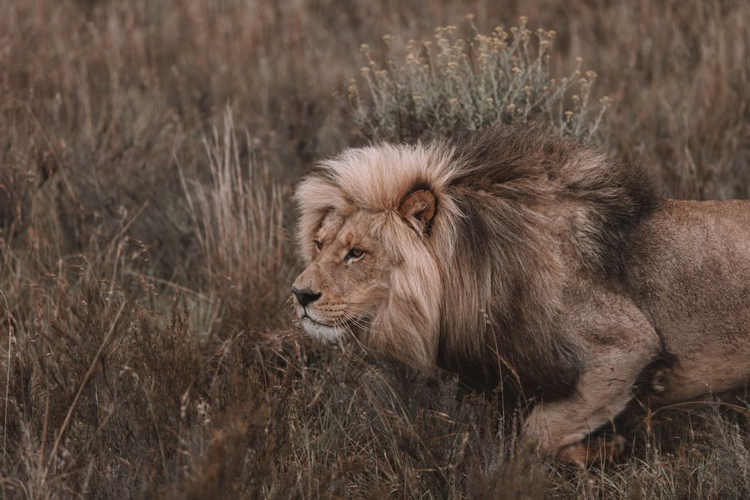 Panthera Leo Persica: Asiatic Lion Facts & Overview