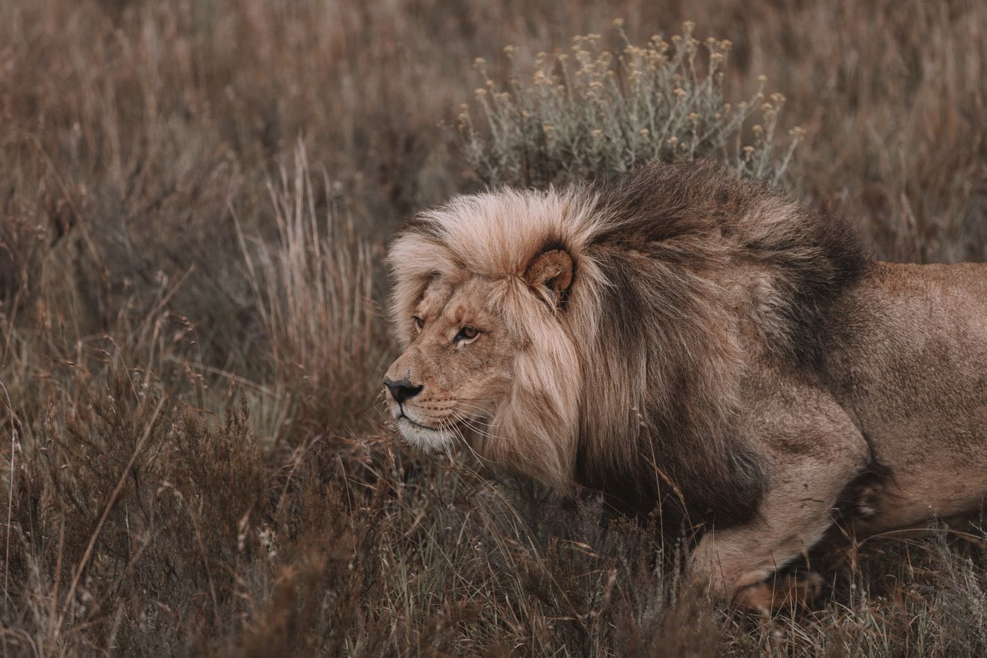 Panthera Leo Persica: Asiatic Lion Facts & Overview