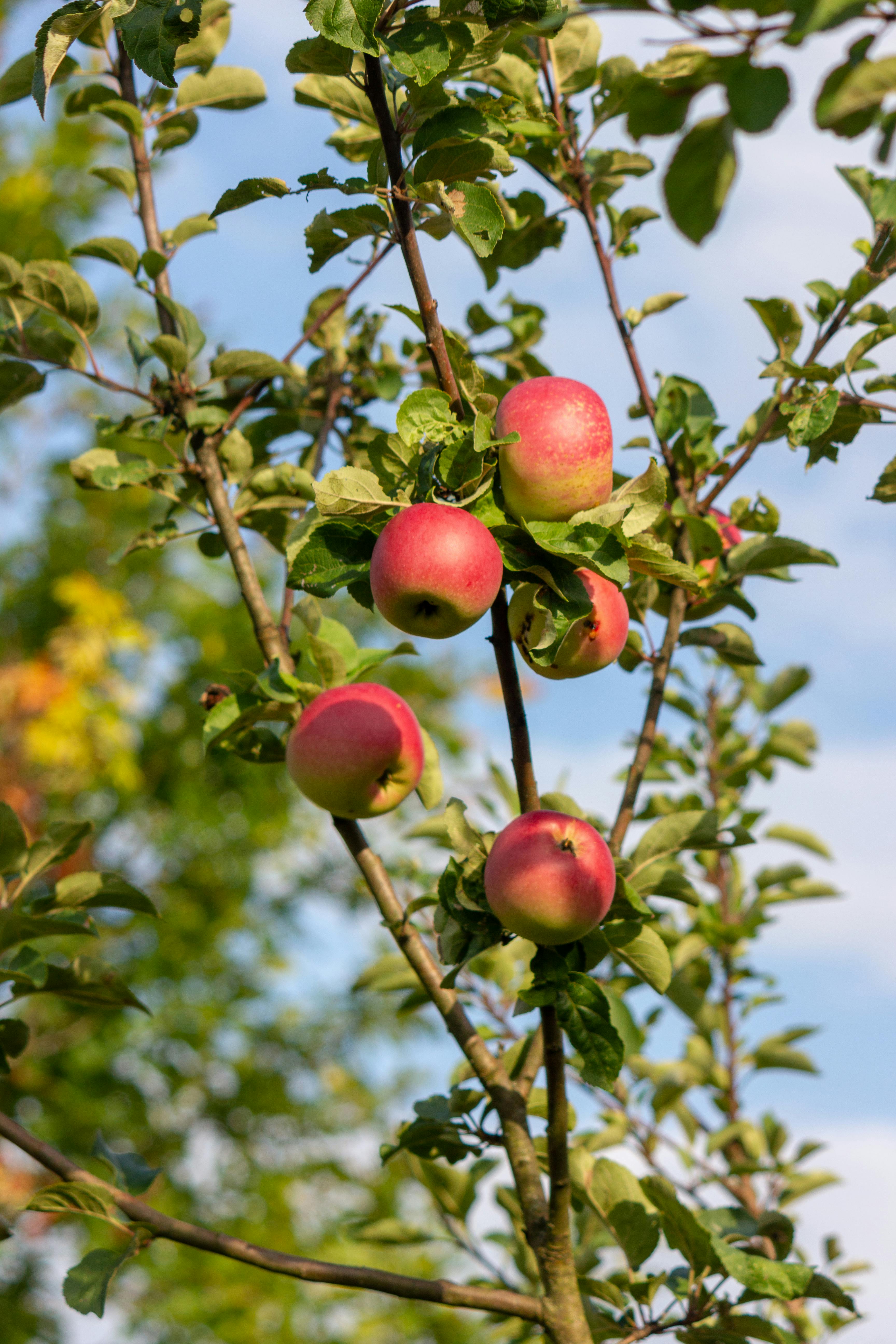 159,566+ Best Free Apple tree Stock Photos & Images · 100% Royalty-Free ...
