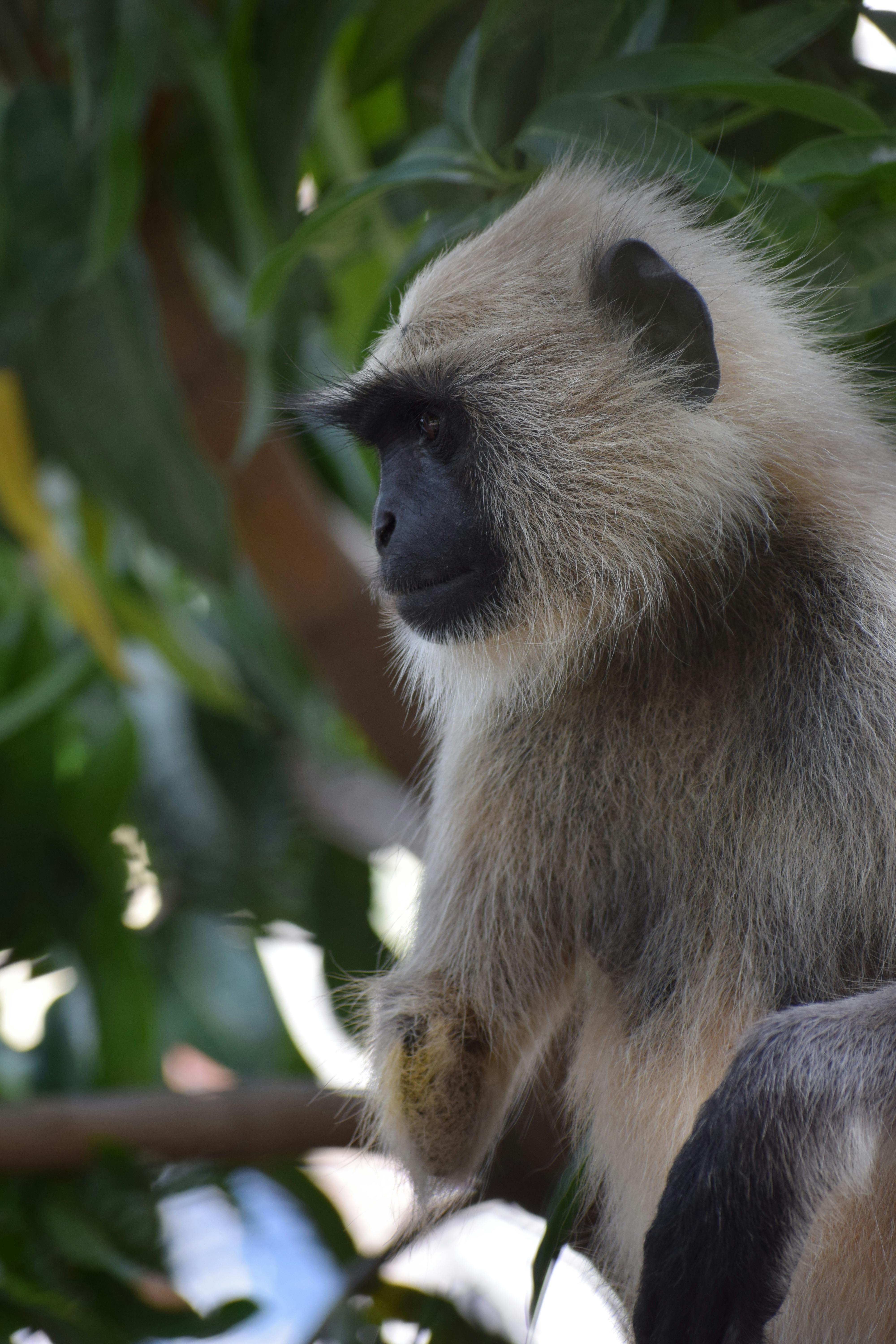 Monkey Camera Photos, Download The BEST Free Monkey Camera Stock Photos ...