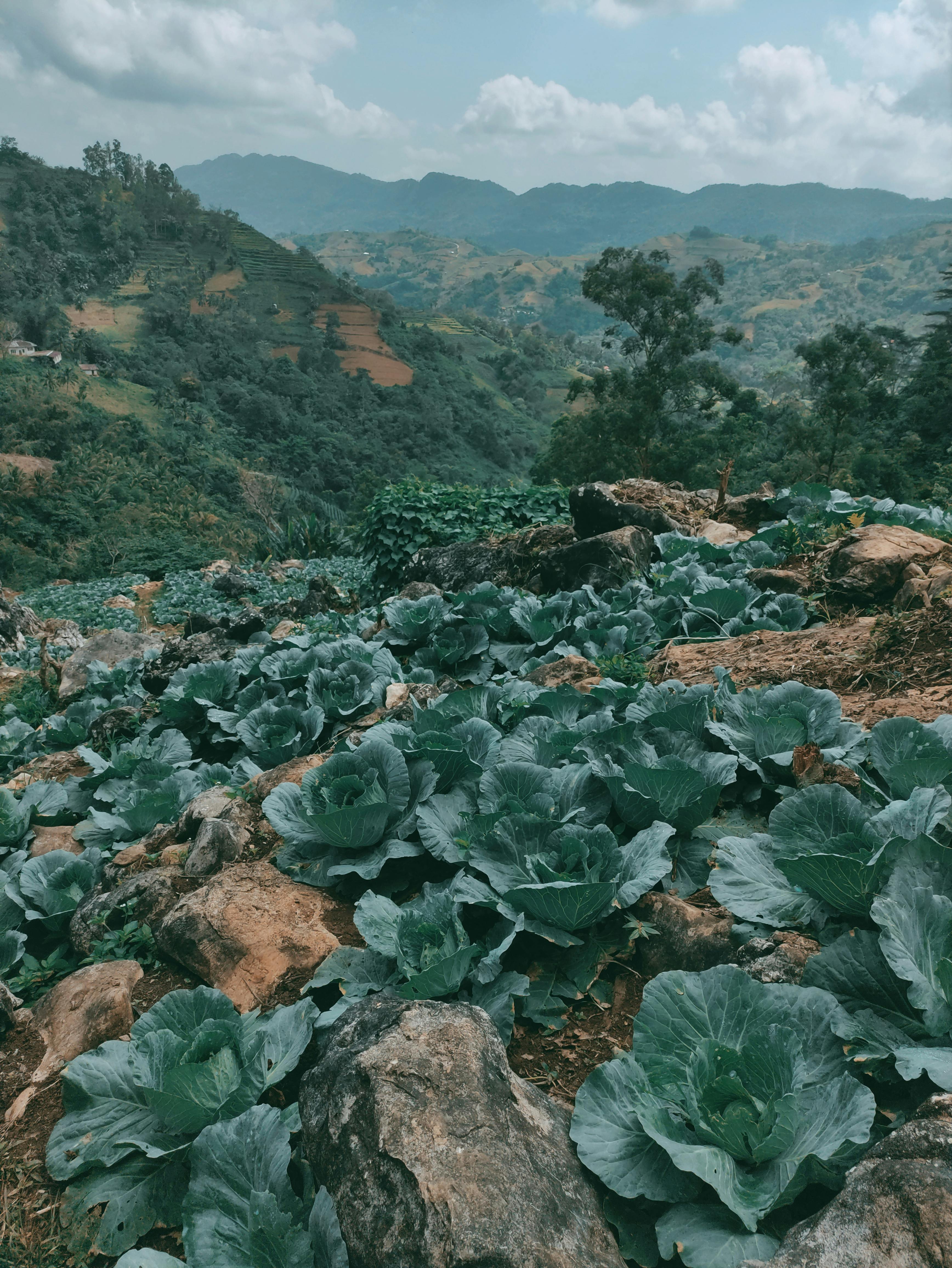Vegetables Planted on Mountain · Free Stock Photo