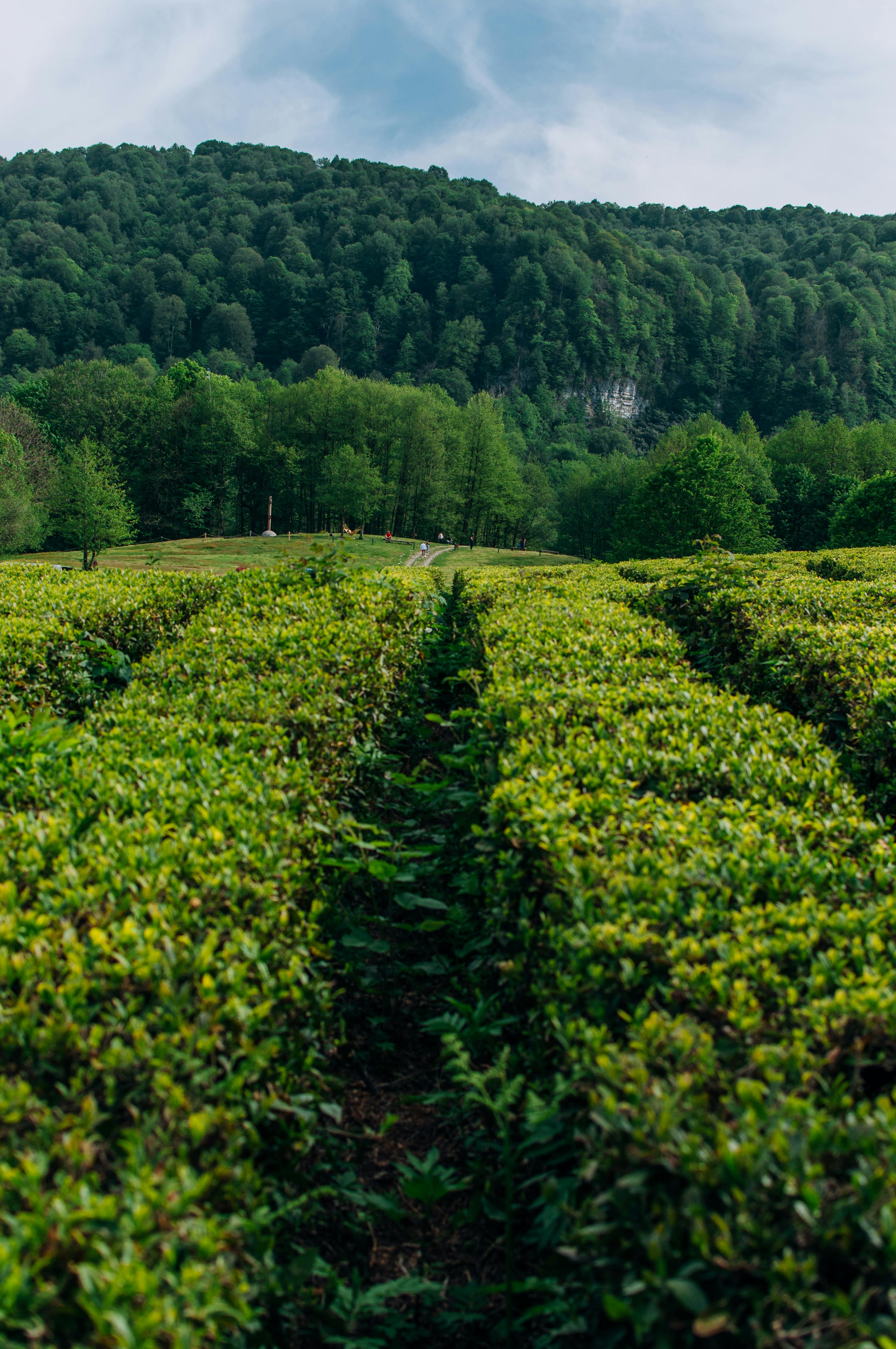 Tea Plantation and Forest in the Distance · Free Stock Photo