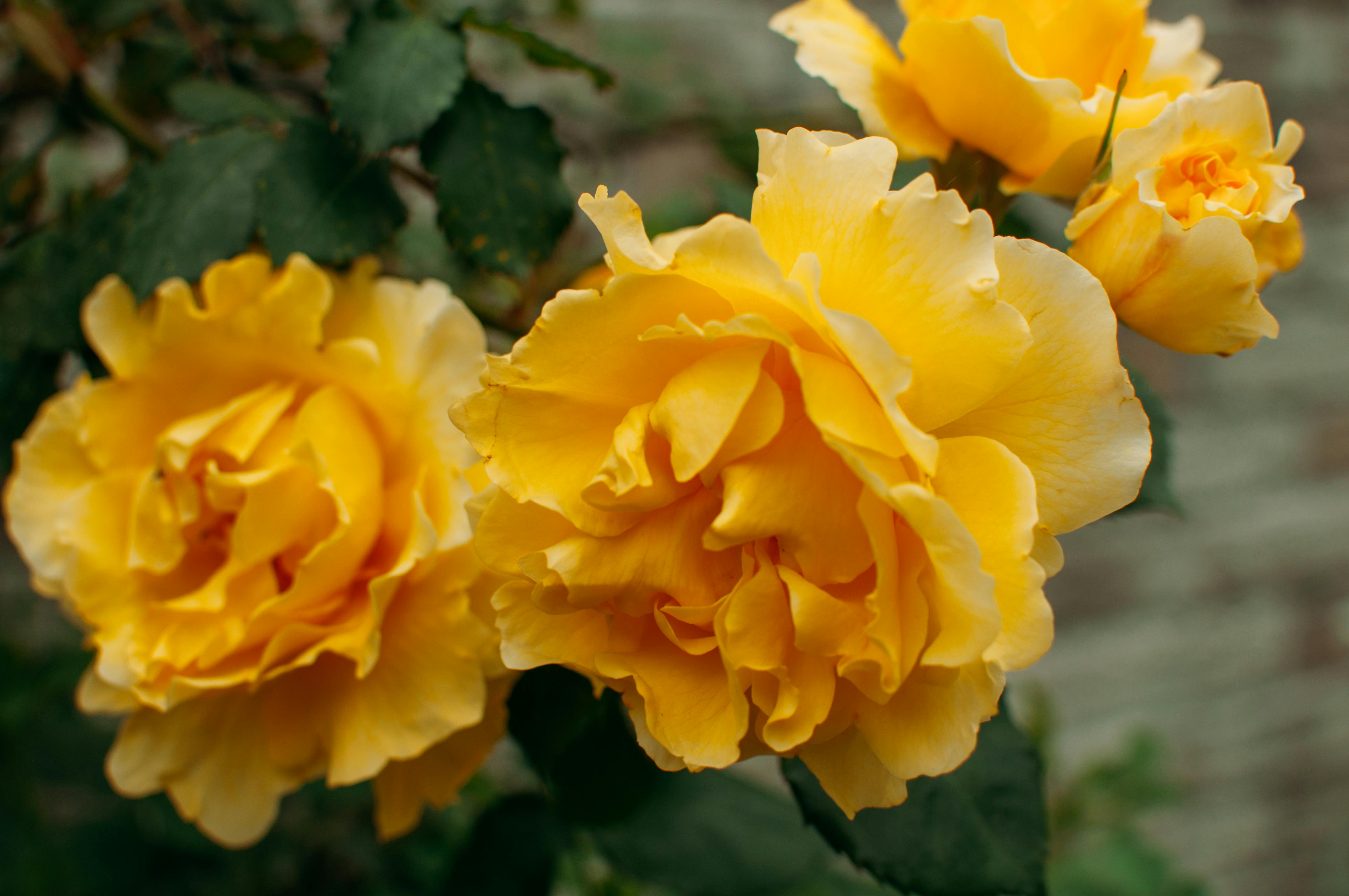 Close up Shot of Yellow Roses · Free Stock Photo