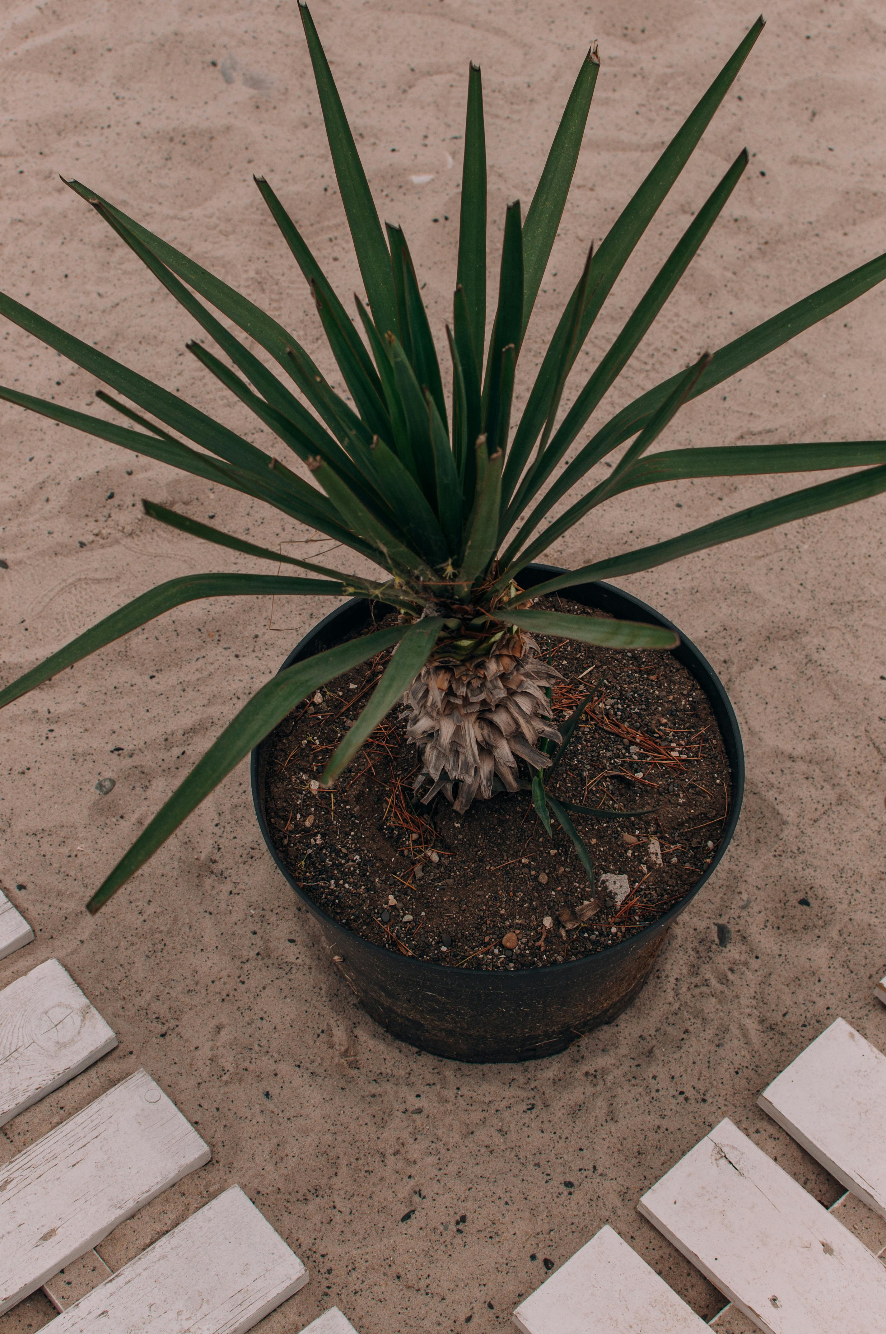 Potted Agave Plant · Free Stock Photo