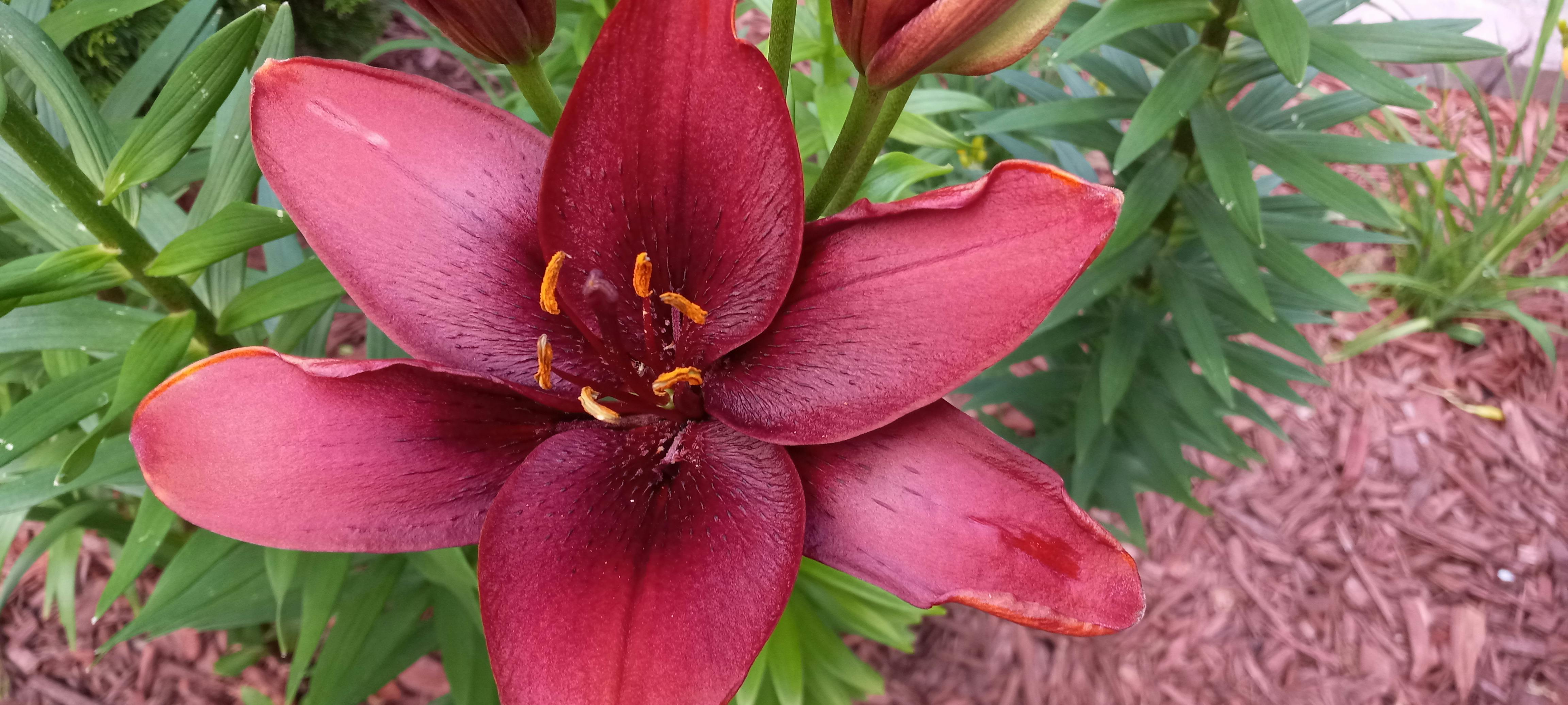 Steven Dickinson - 写真