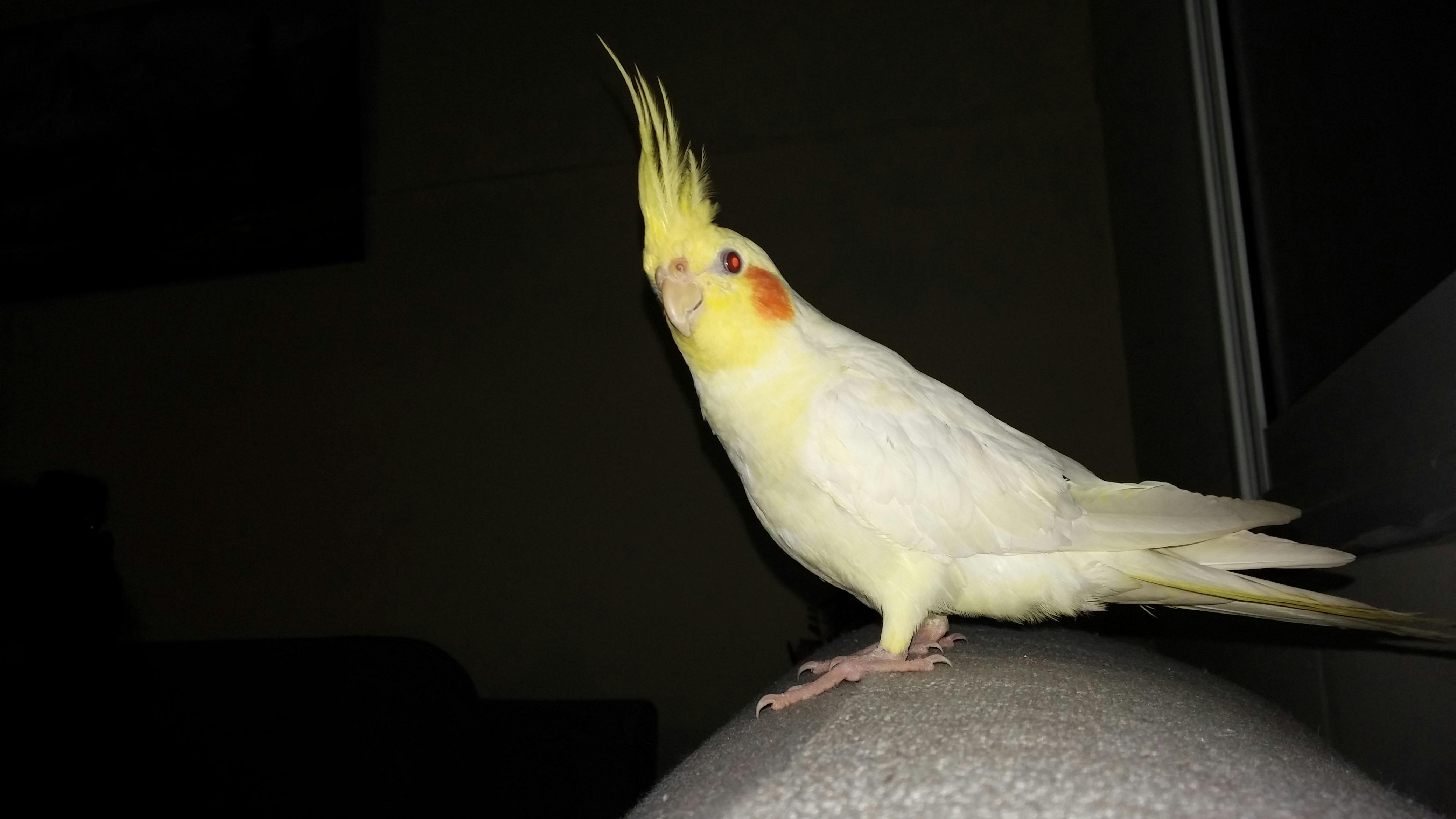 Free stock photo of parrot, yellow