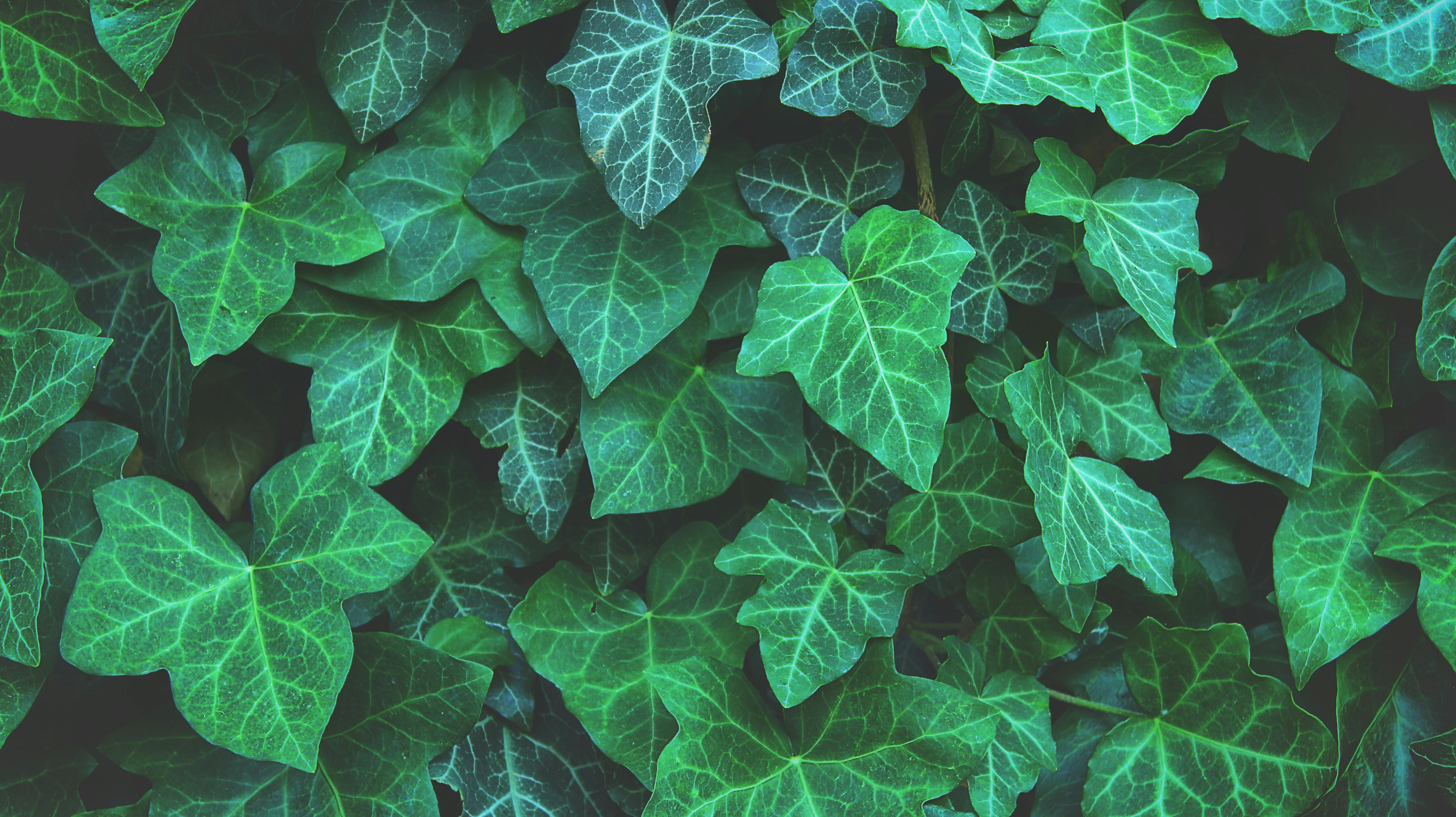 A Cluster of Lush Green Foliage in Close-up Shot · Free Stock Photo