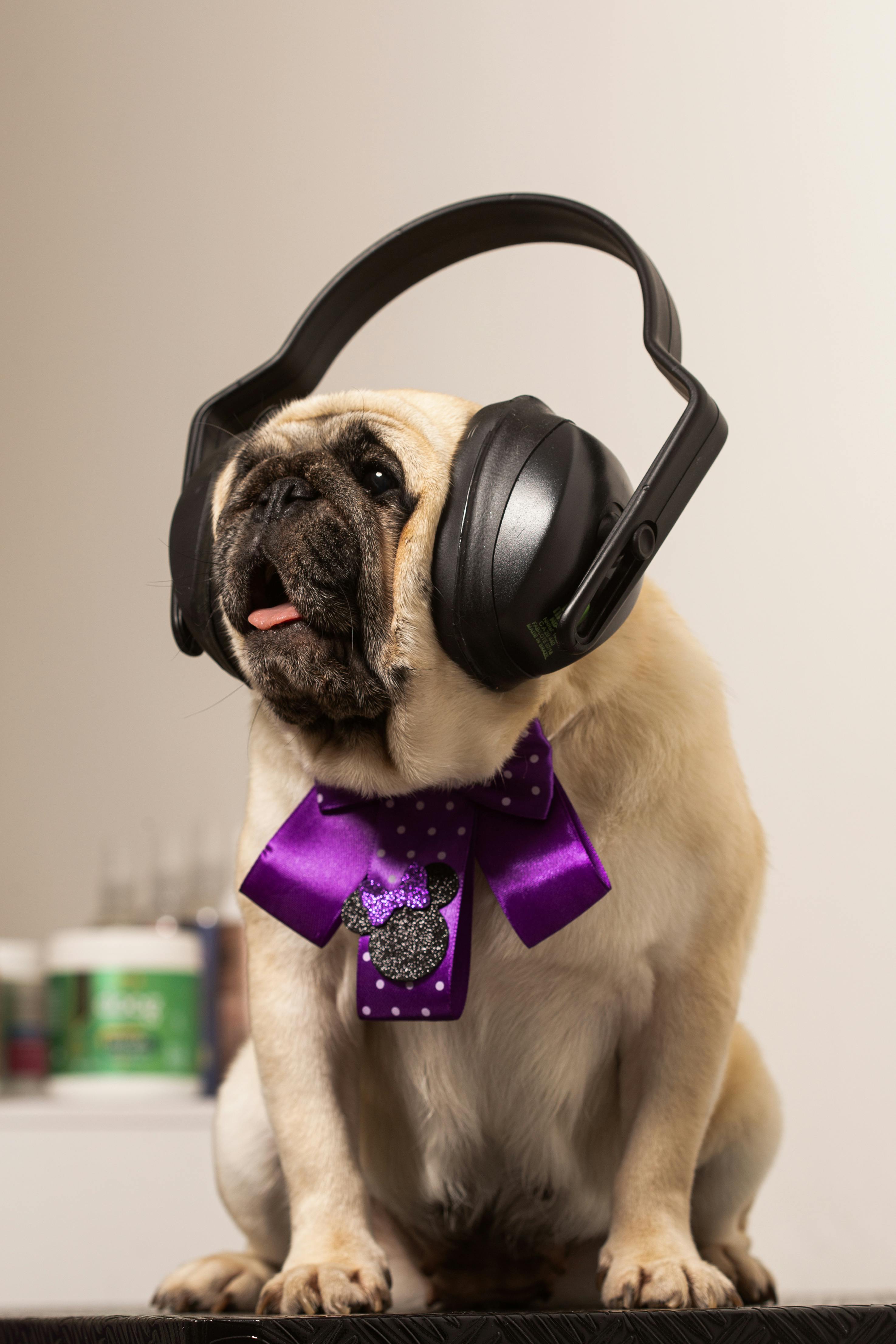 Pug Puppy Wearing Headphones · Free Stock Photo