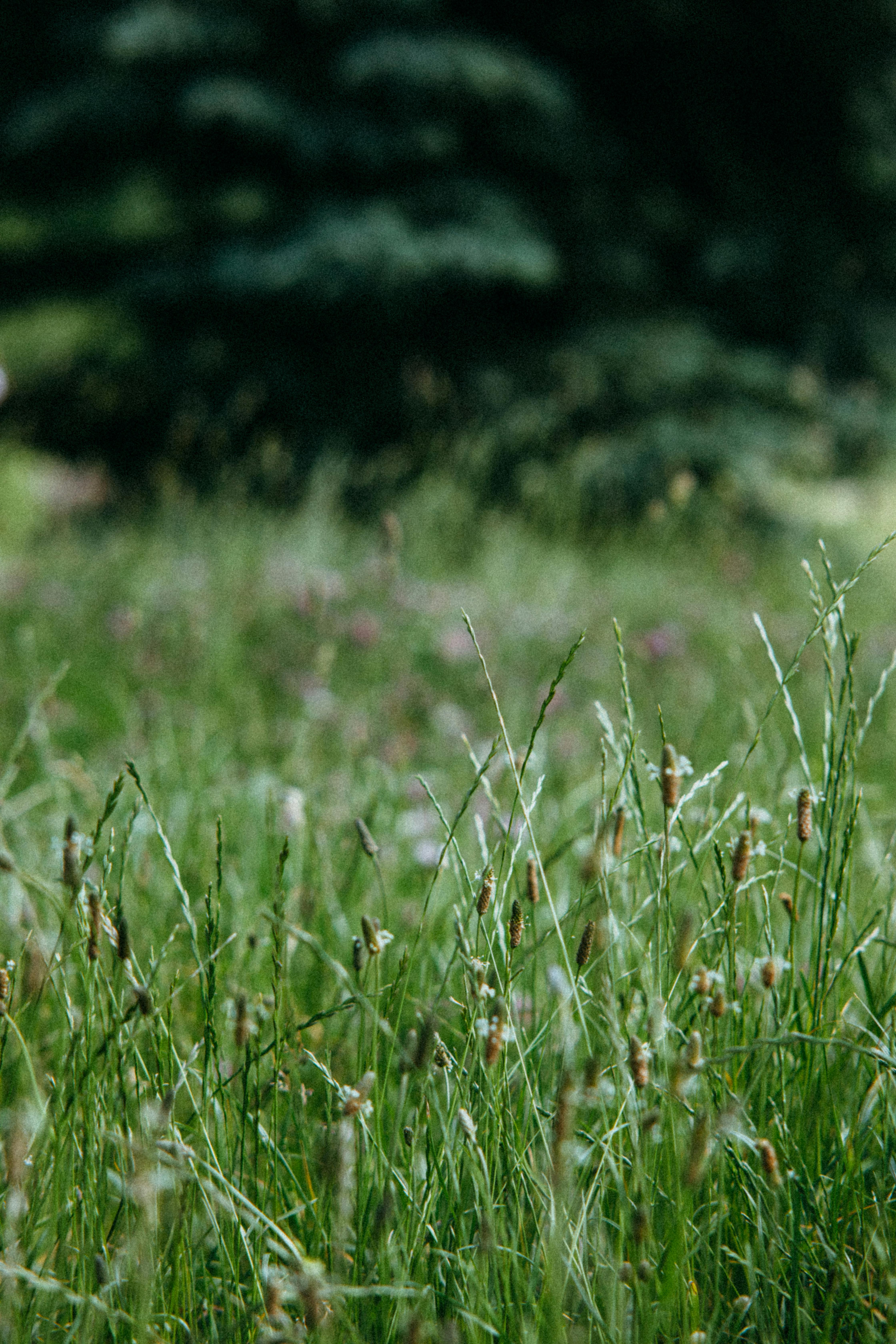 Close-up Photography of Wild Grass · Free Stock Photo