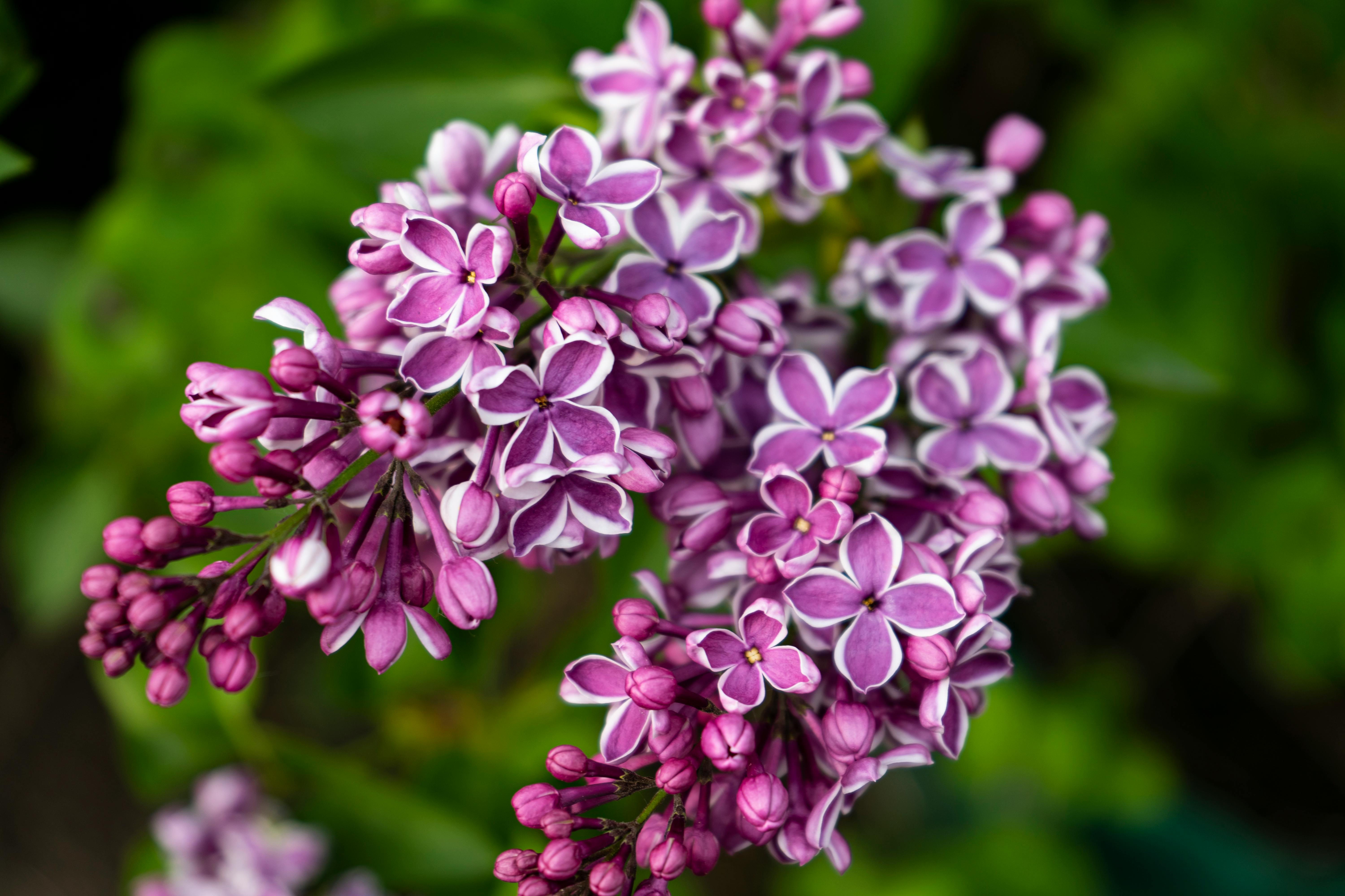 Close-Up Shot of Lilac in Bloom · Free Stock Photo