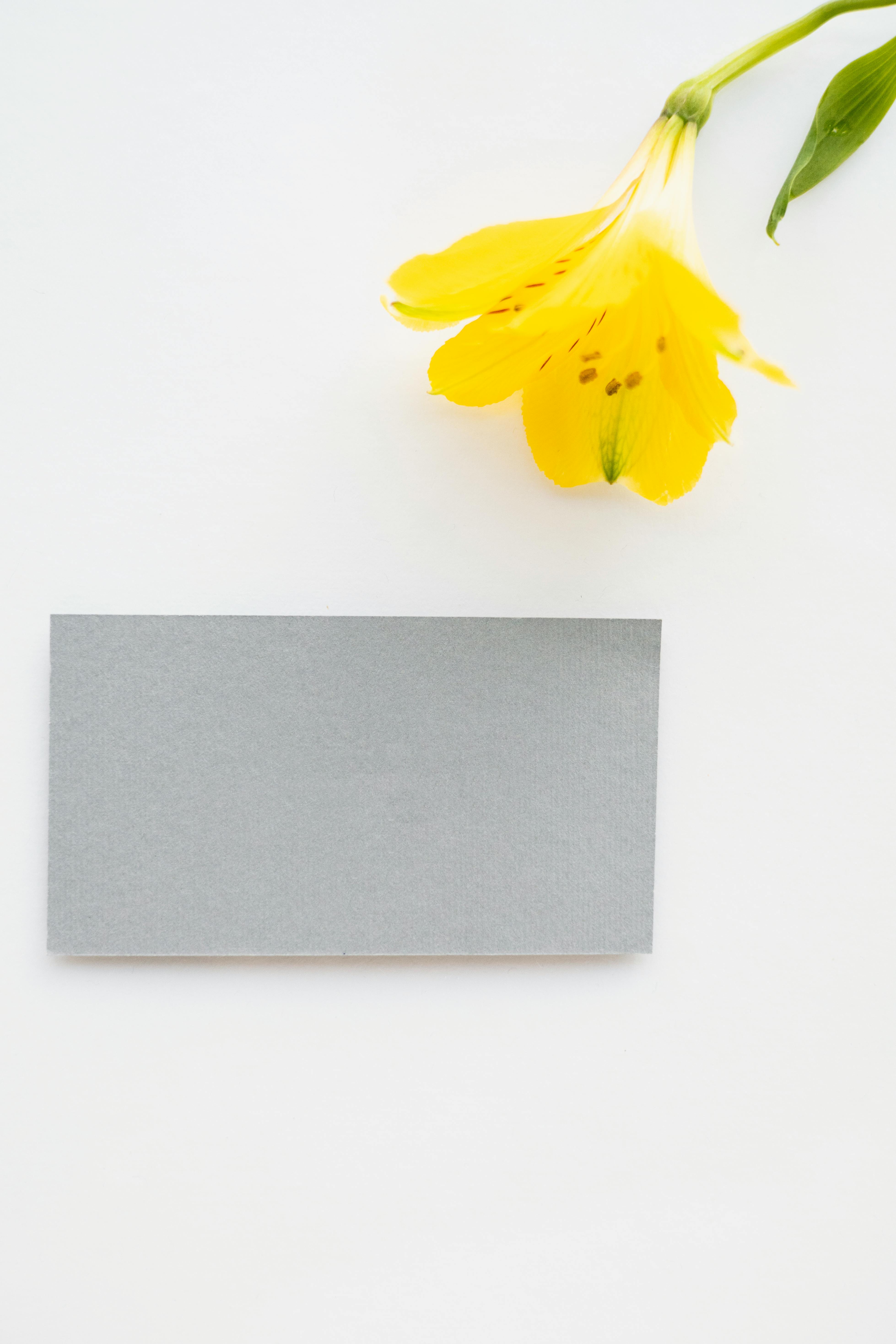 Gray Card Photos, Download The BEST Free Gray Card Stock Photos & HD Images